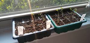 Seed Starting Setup (A Budget-Friendly DIY Guide for Beginners) - The ...