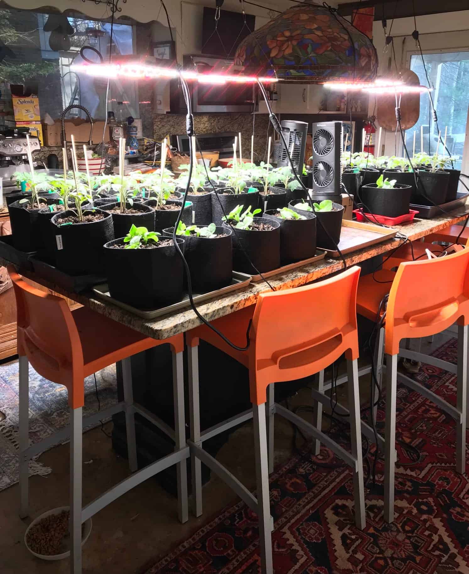 Seed Starting Setup (A Budget-Friendly DIY Guide for Beginners) - The ...