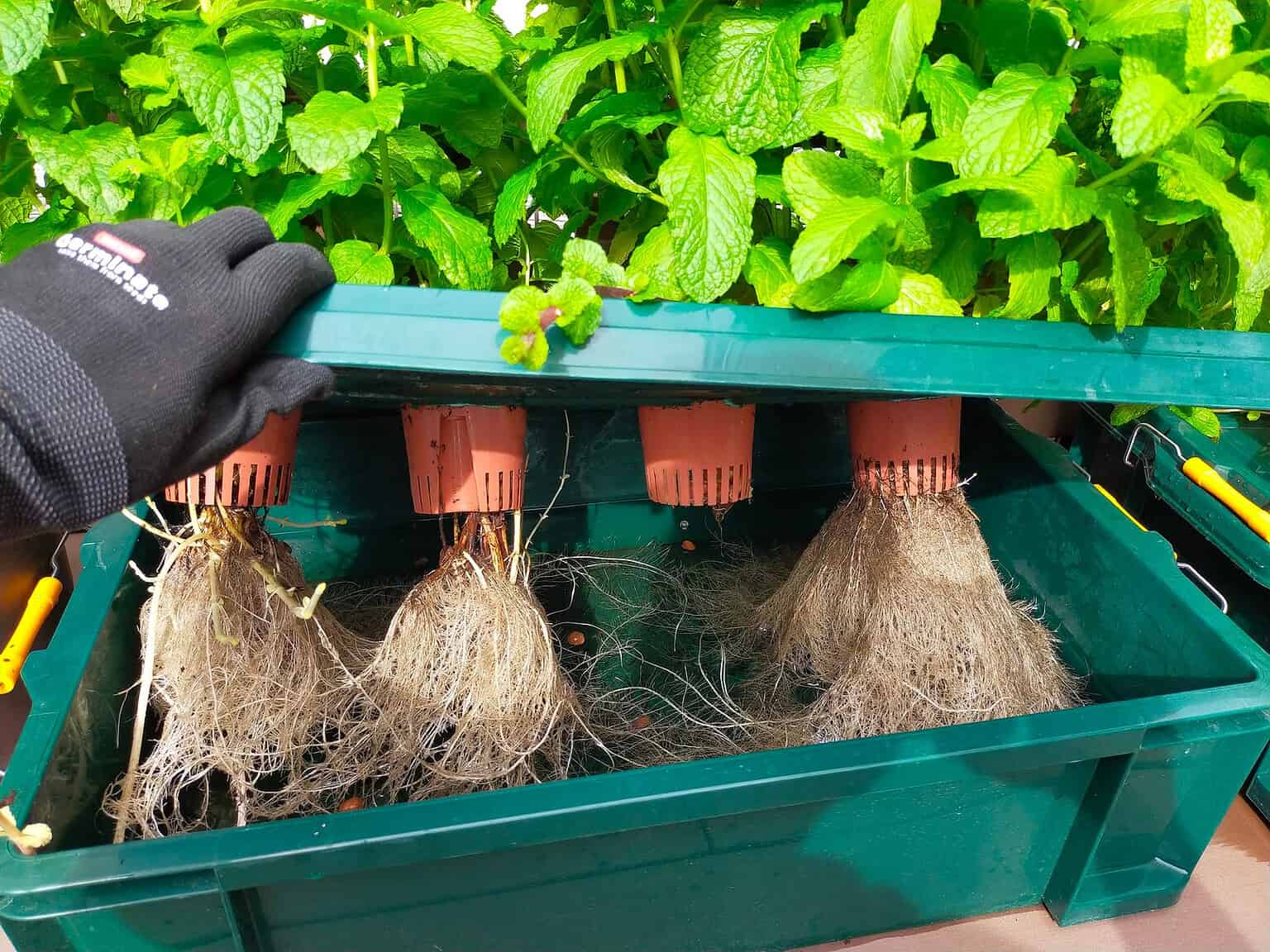 How to Build a DIY Hydroponic System at Home - The Ultimate Homestead