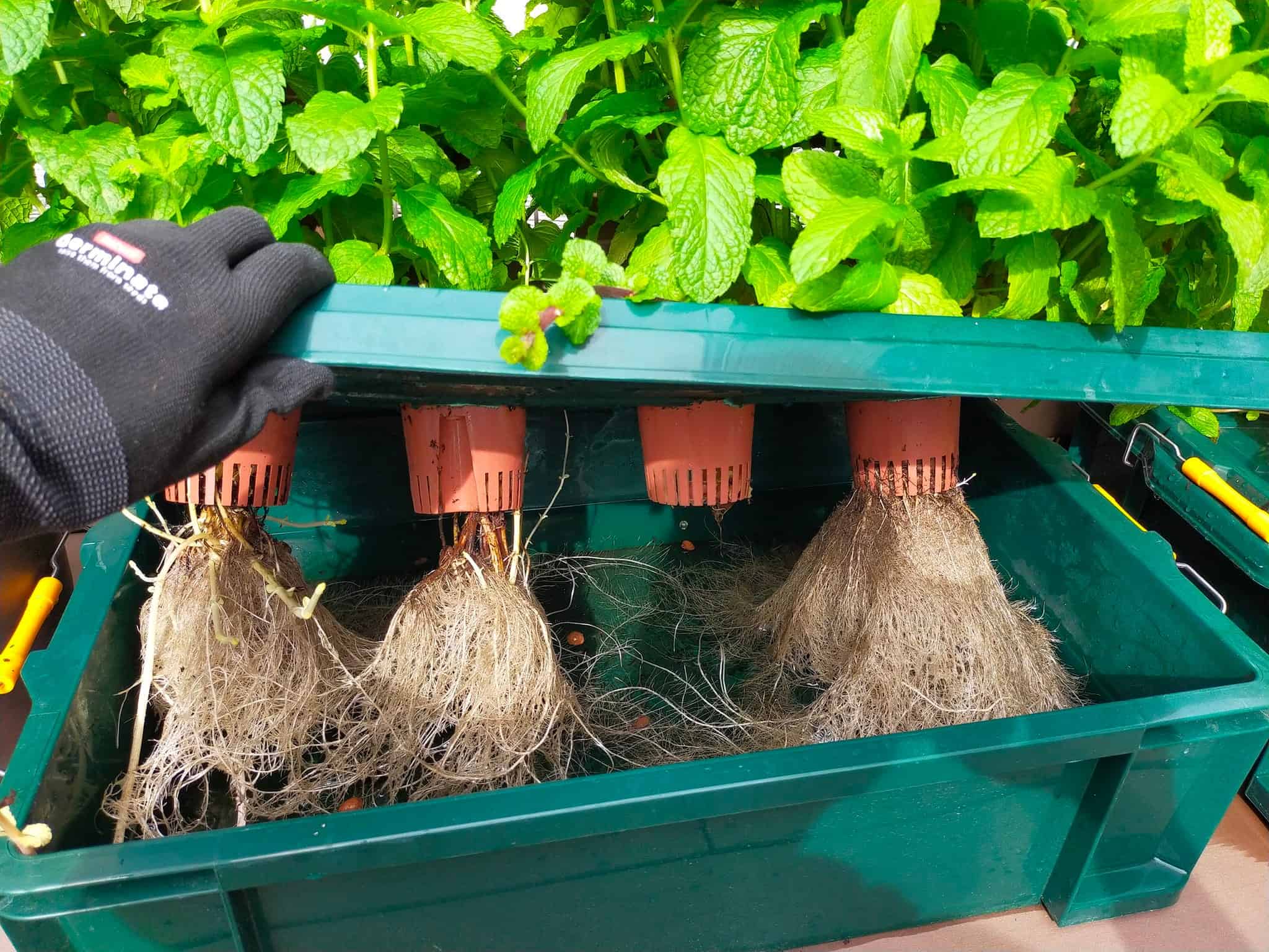 How to Build a DIY Hydroponic System at Home - The Ultimate Homestead