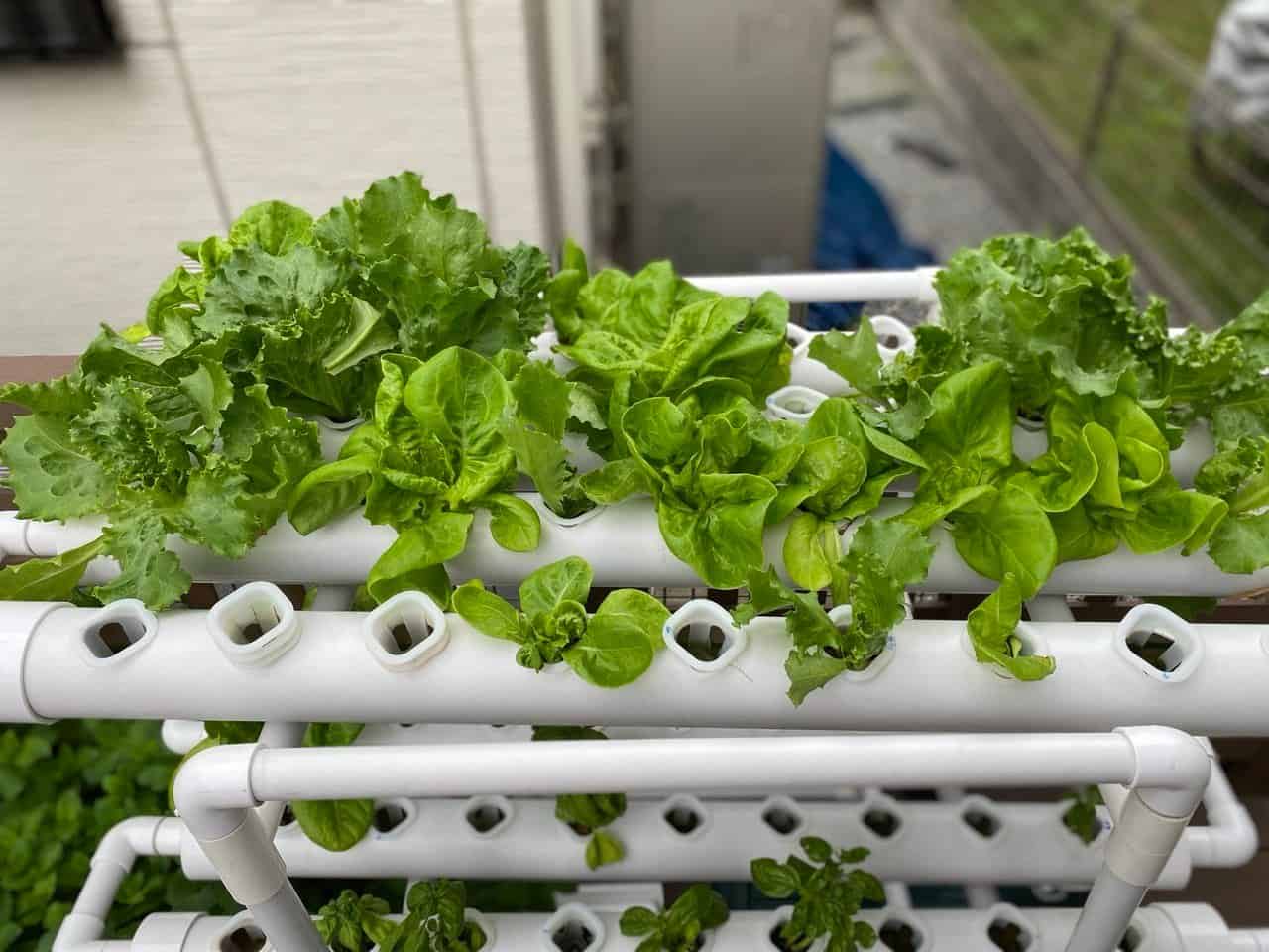 How to Build a DIY Hydroponic System at Home - The Ultimate Homestead
