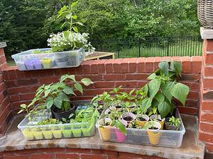 Seed Starting Setup (A Budget-Friendly DIY Guide for Beginners) - The ...