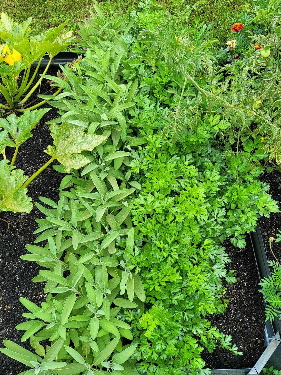 How To Start A Herb Garden A Beginner Friendly Guide The Ultimate