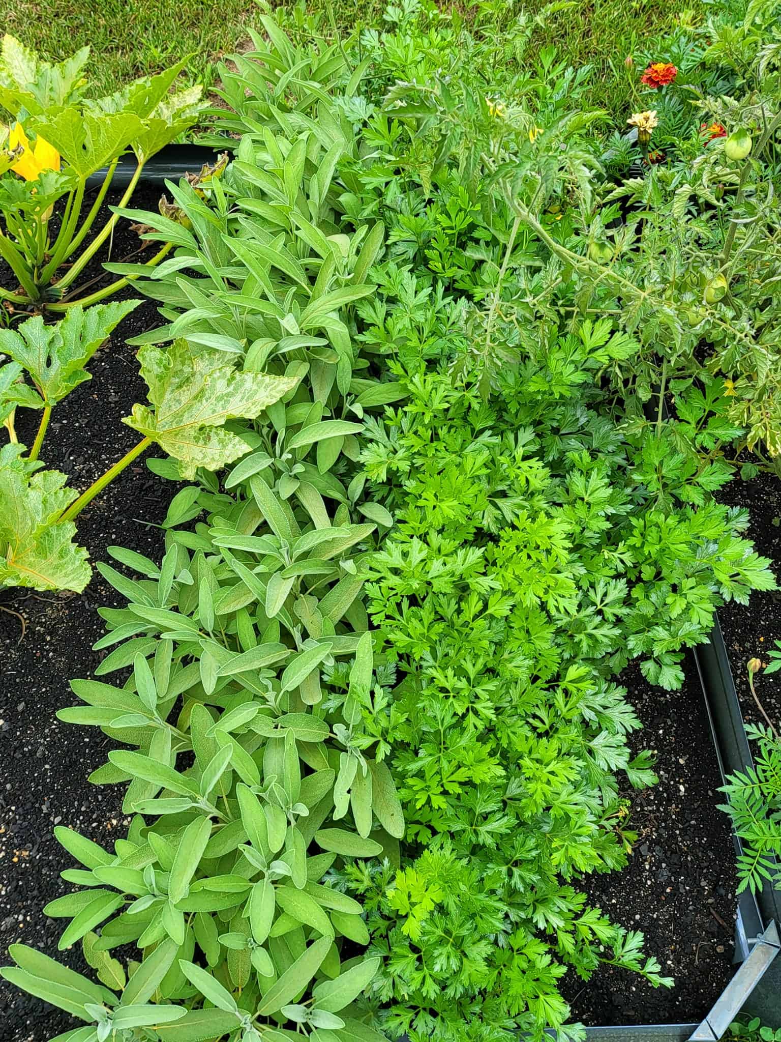 How to Start a Herb Garden (A Beginner-Friendly Guide) - The Ultimate ...