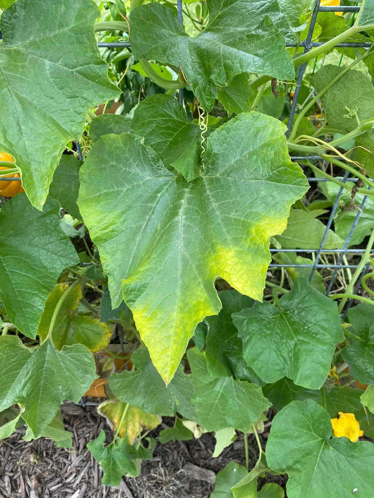 The Ultimate Guide to Growing Pumpkins - The Ultimate Homestead