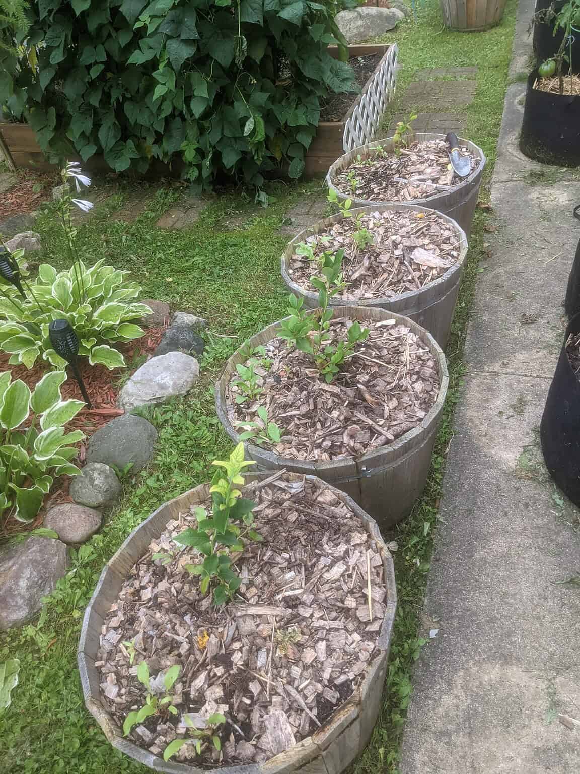 How to Grow Blueberries for Beginners (Easy Guide for Home Gardeners ...