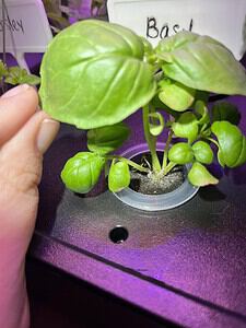 How to Grow Your First Hydroponic Garden (Beginner Tips & Guide) - The ...