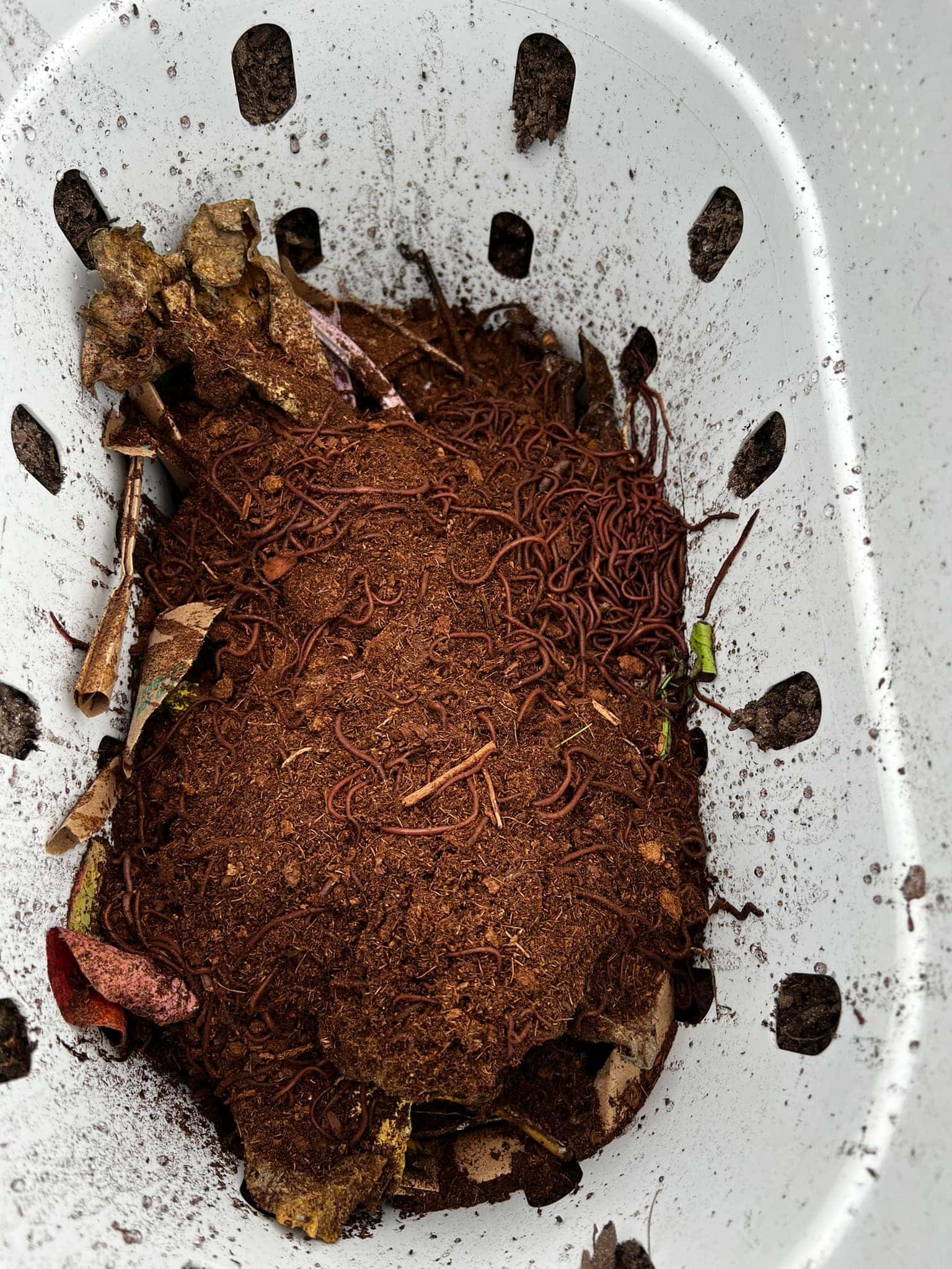 How to Create a Worm Farm with Kids (Get Your Kids Involved!) - The ...