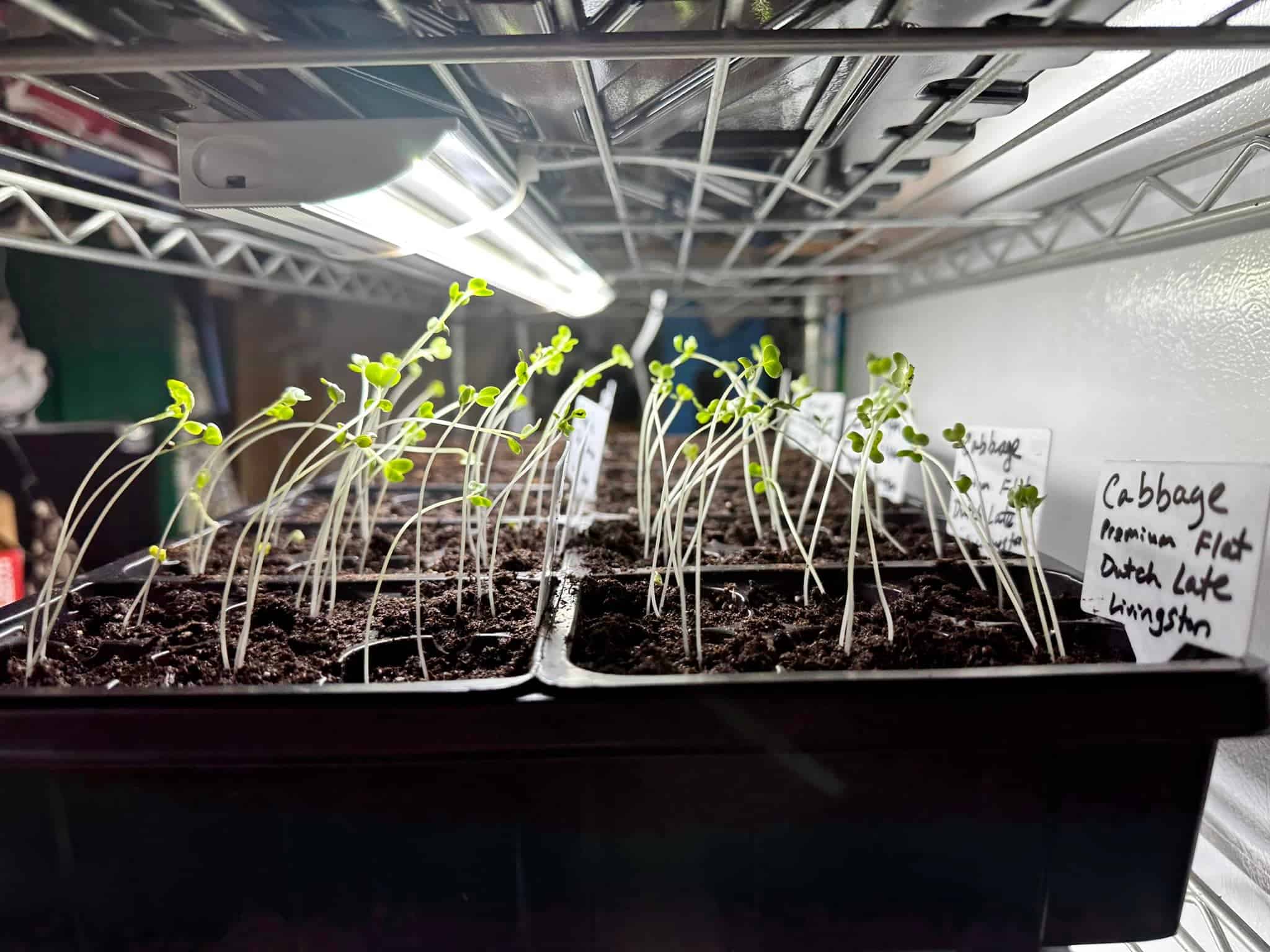 Seed Starting Setup (A Budget-Friendly DIY Guide for Beginners) - The ...