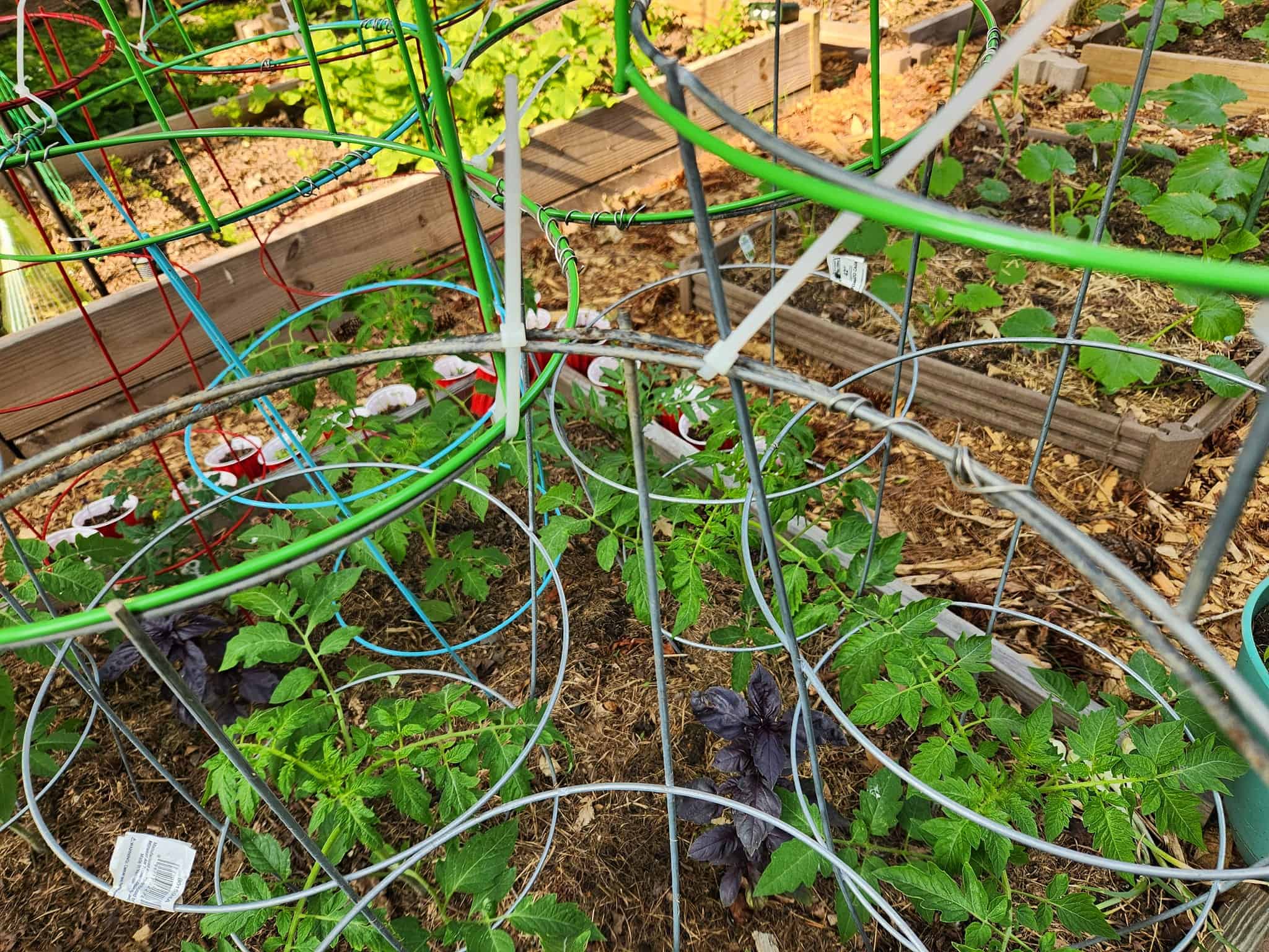 How to Make DIY Tomato Cages (3 Best Cages for Stronger Tomato Plants ...