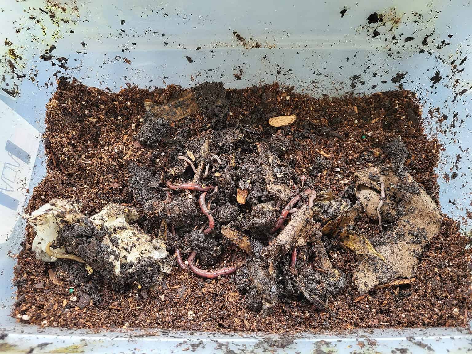 How to Create a Worm Farm with Kids (Get Your Kids Involved!) - The ...