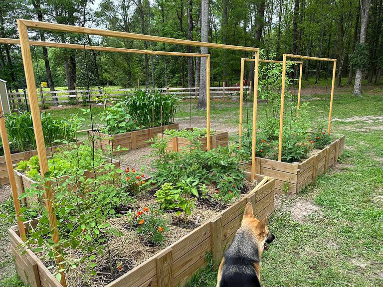 Homestead Garden Layout (How to Design a Productive, Practical Garden ...