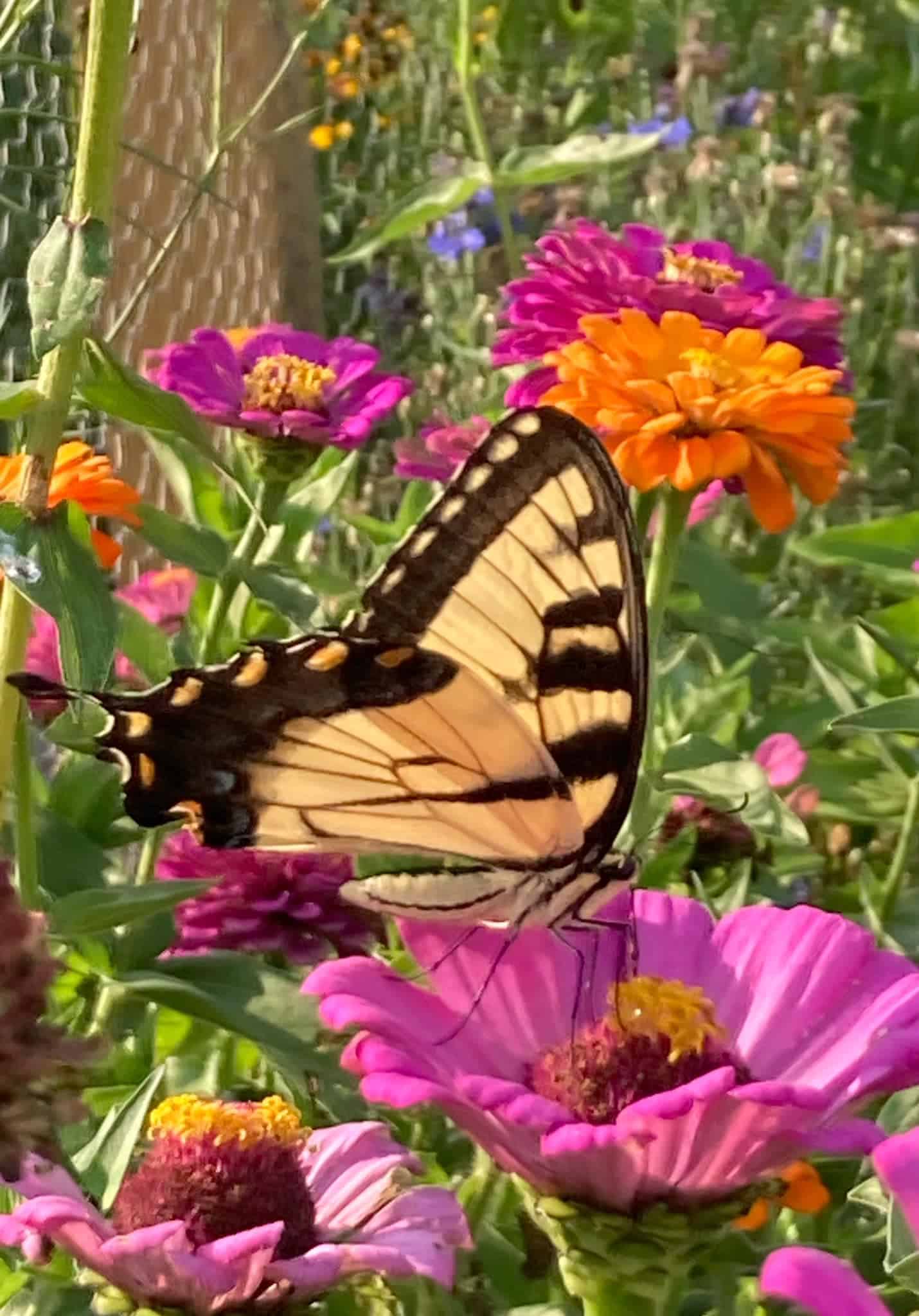 Planting Flowers for Beginners (Start Growing Beautiful Blooms Today ...