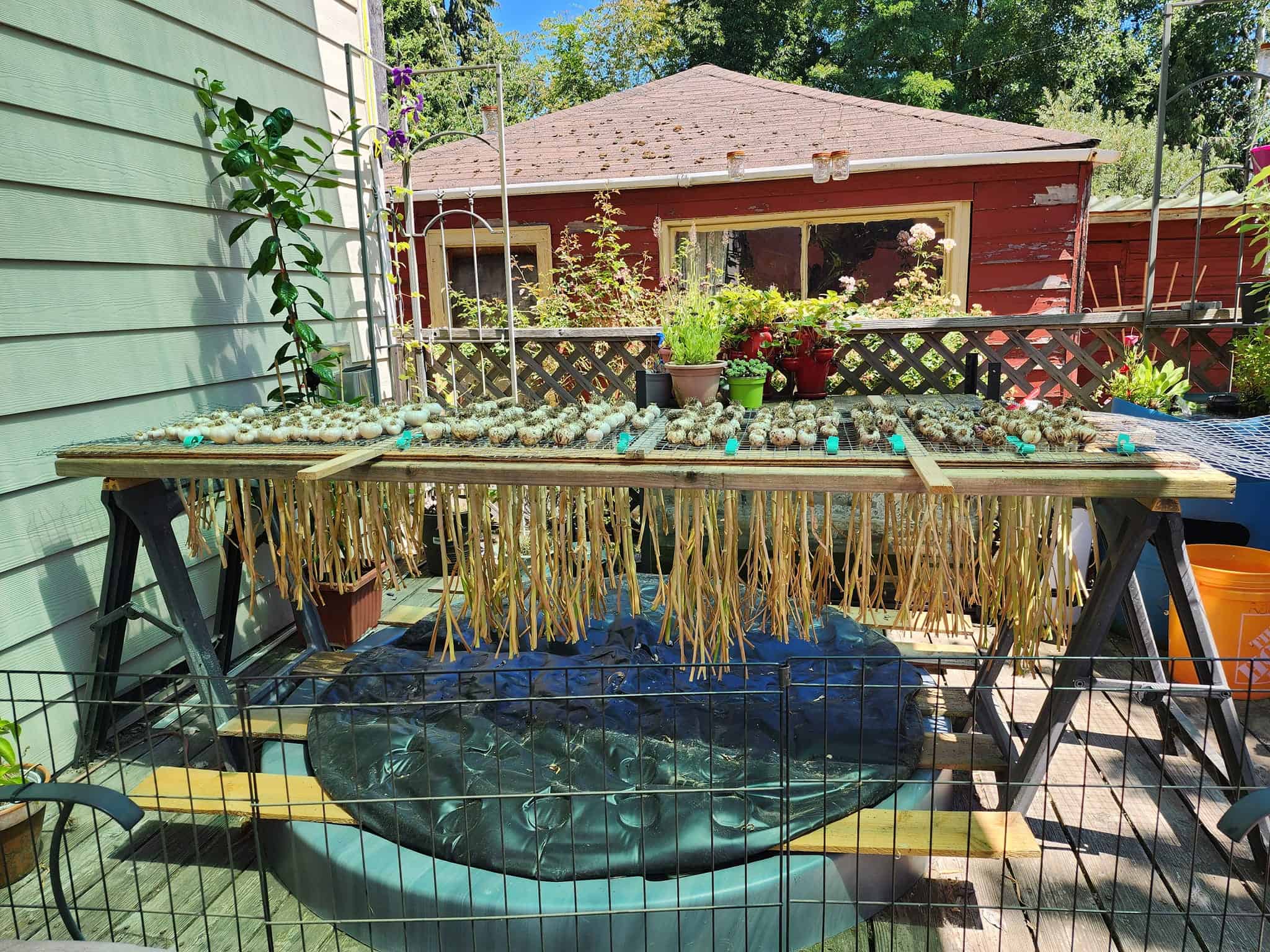 How to Store Garlic (Best Practices for Long-Lasting Freshness) - The ...