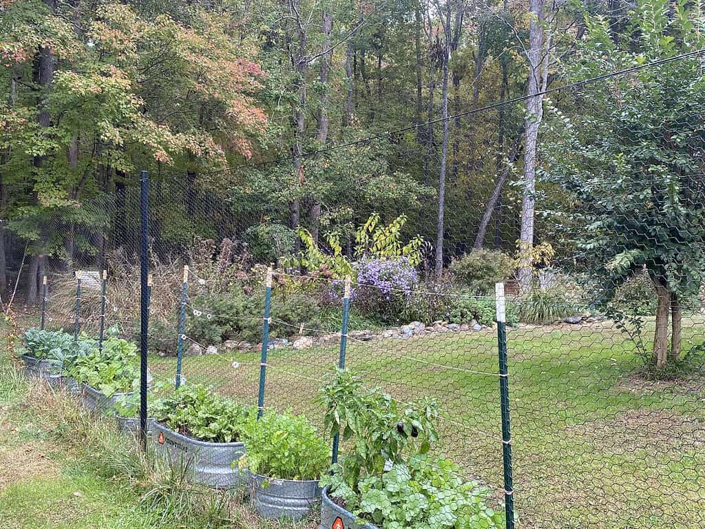 Effective Deer Fencing Solutions for Protecting Your Garden - The ...