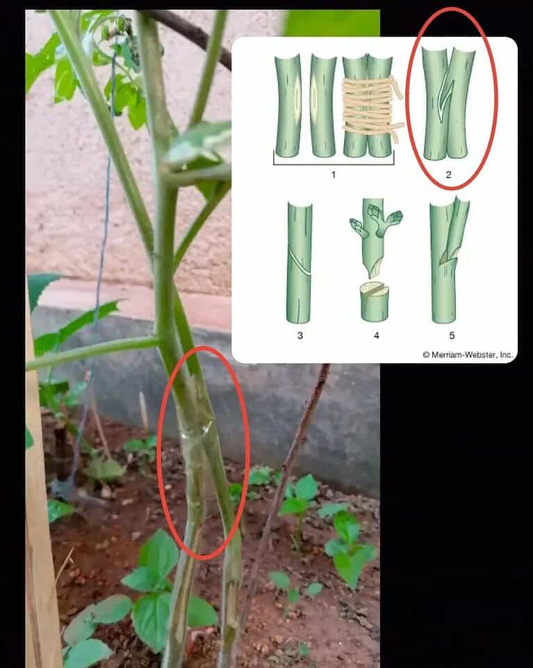 How to Graft Plants (A Complete Guide for Beginners and Growers) - The ...
