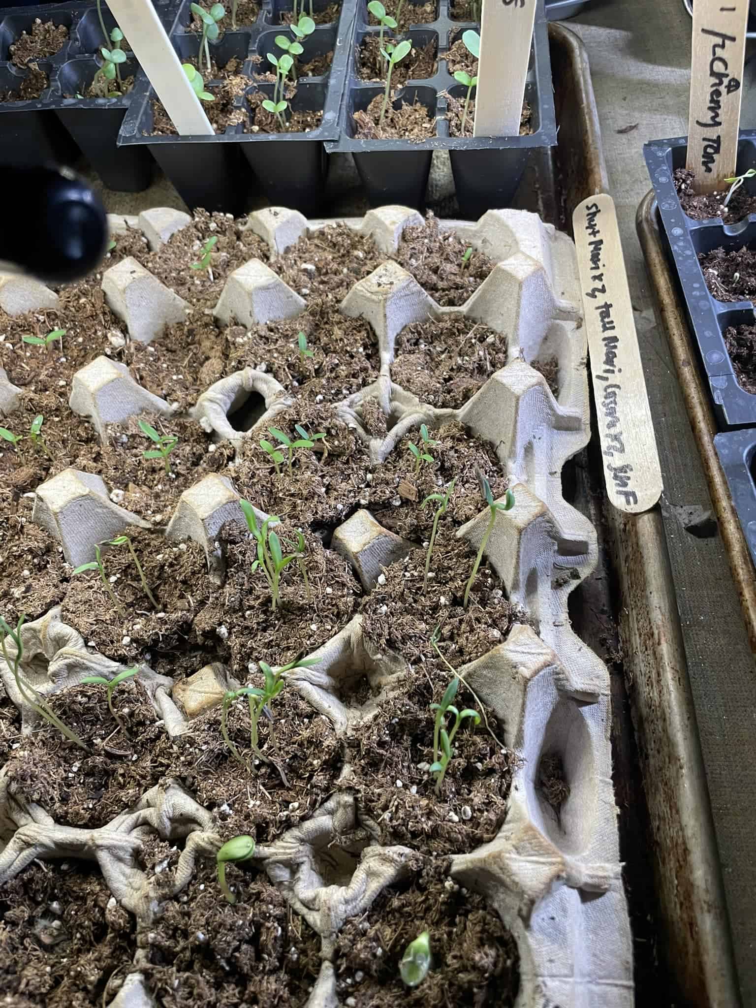 Seed Starting Setup (A Budget-Friendly DIY Guide for Beginners) - The ...