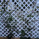 15 Garden Fence Ideas for Privacy, Protection, and Style - The Ultimate ...