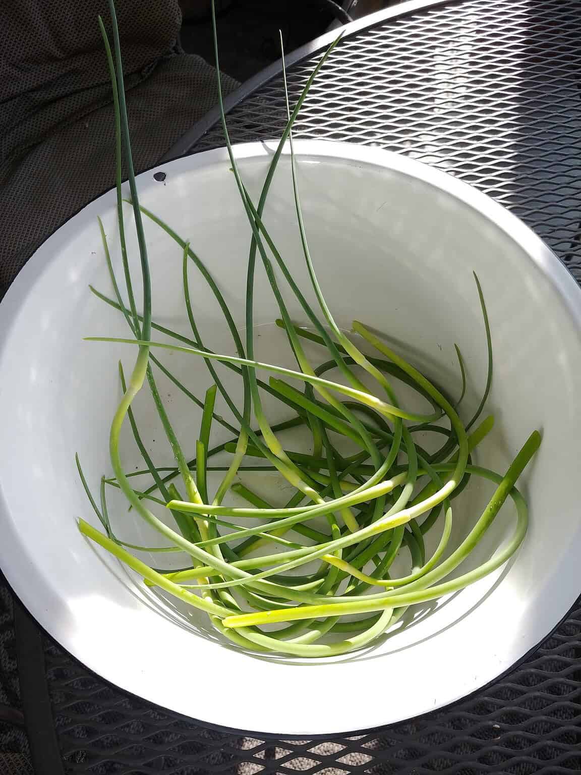 7 Things to Keep in Mind for Growing and Caring for Garlic - The ...