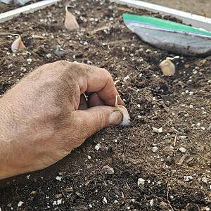 8 Simple Steps to Grow Garlic for a Bountiful Harvest - The Ultimate ...