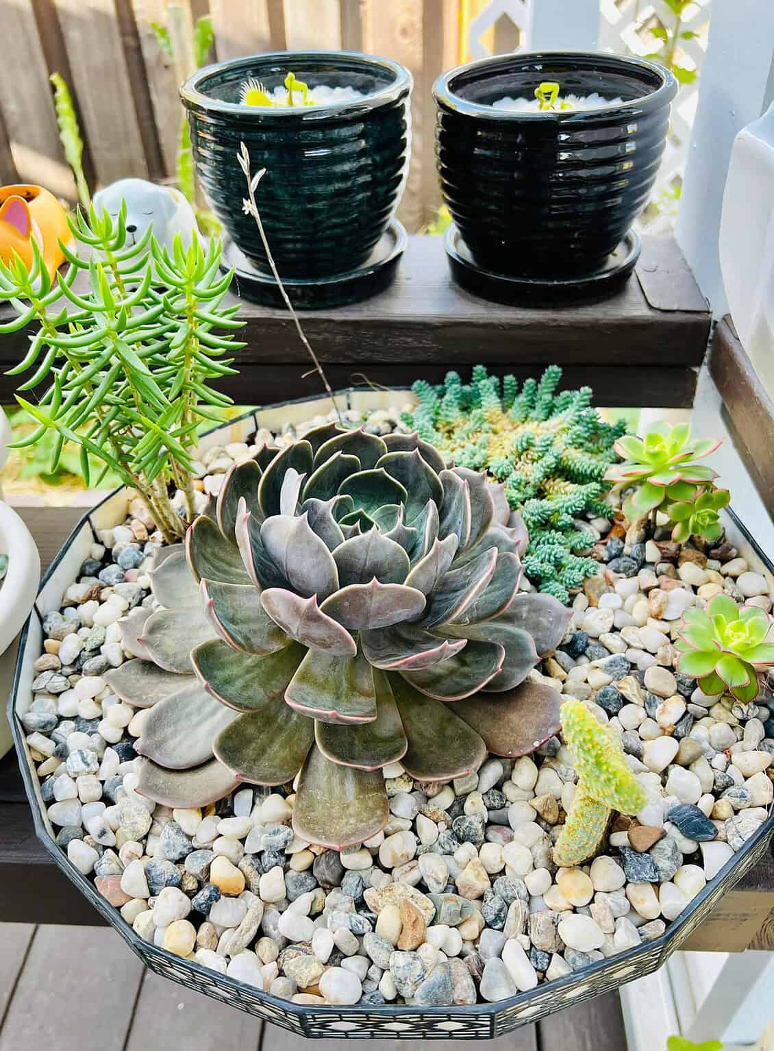 15 Best Indoor Plants for Any Home - The Ultimate Homestead