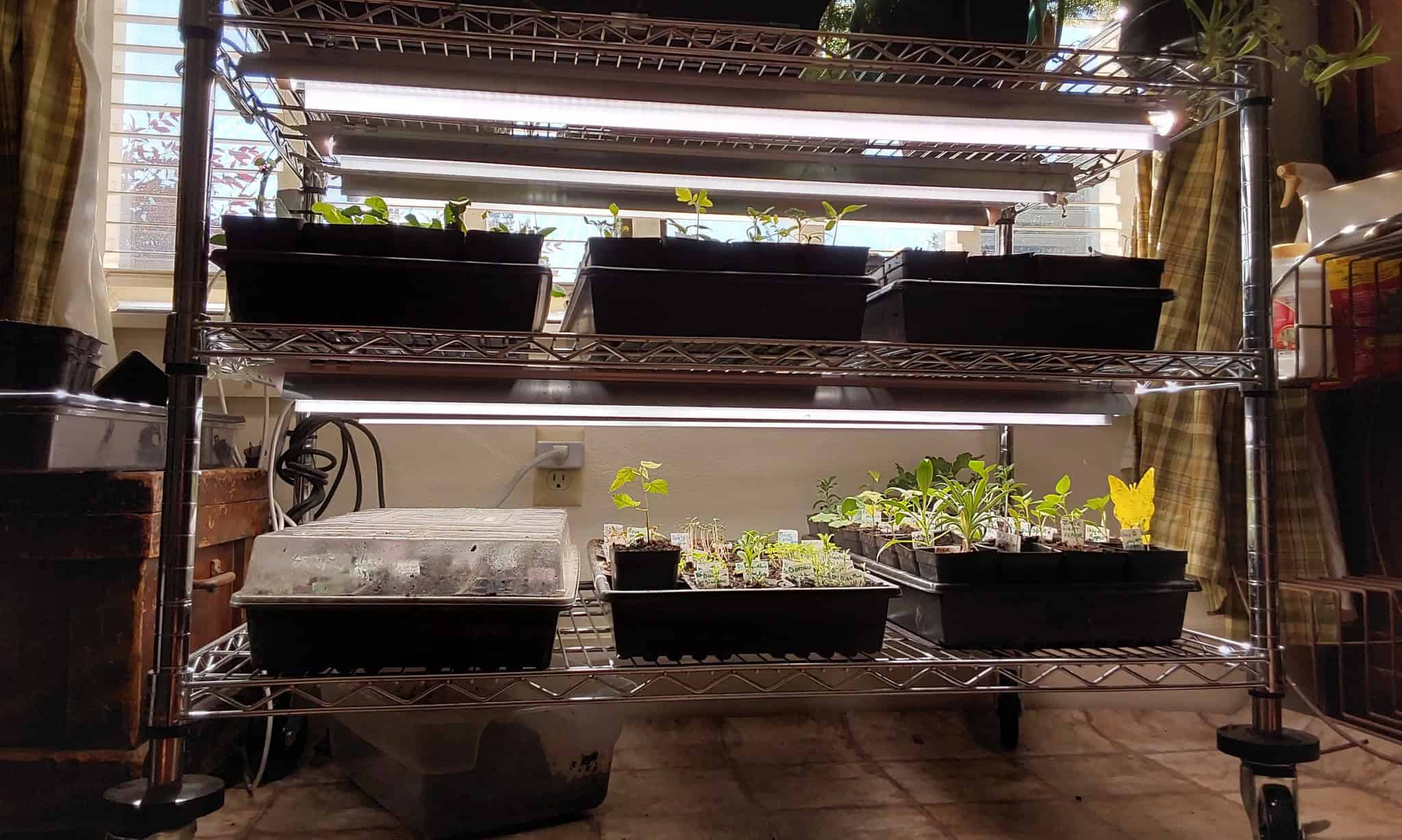 Seed Starting Setup (A Budget-Friendly DIY Guide for Beginners) - The ...