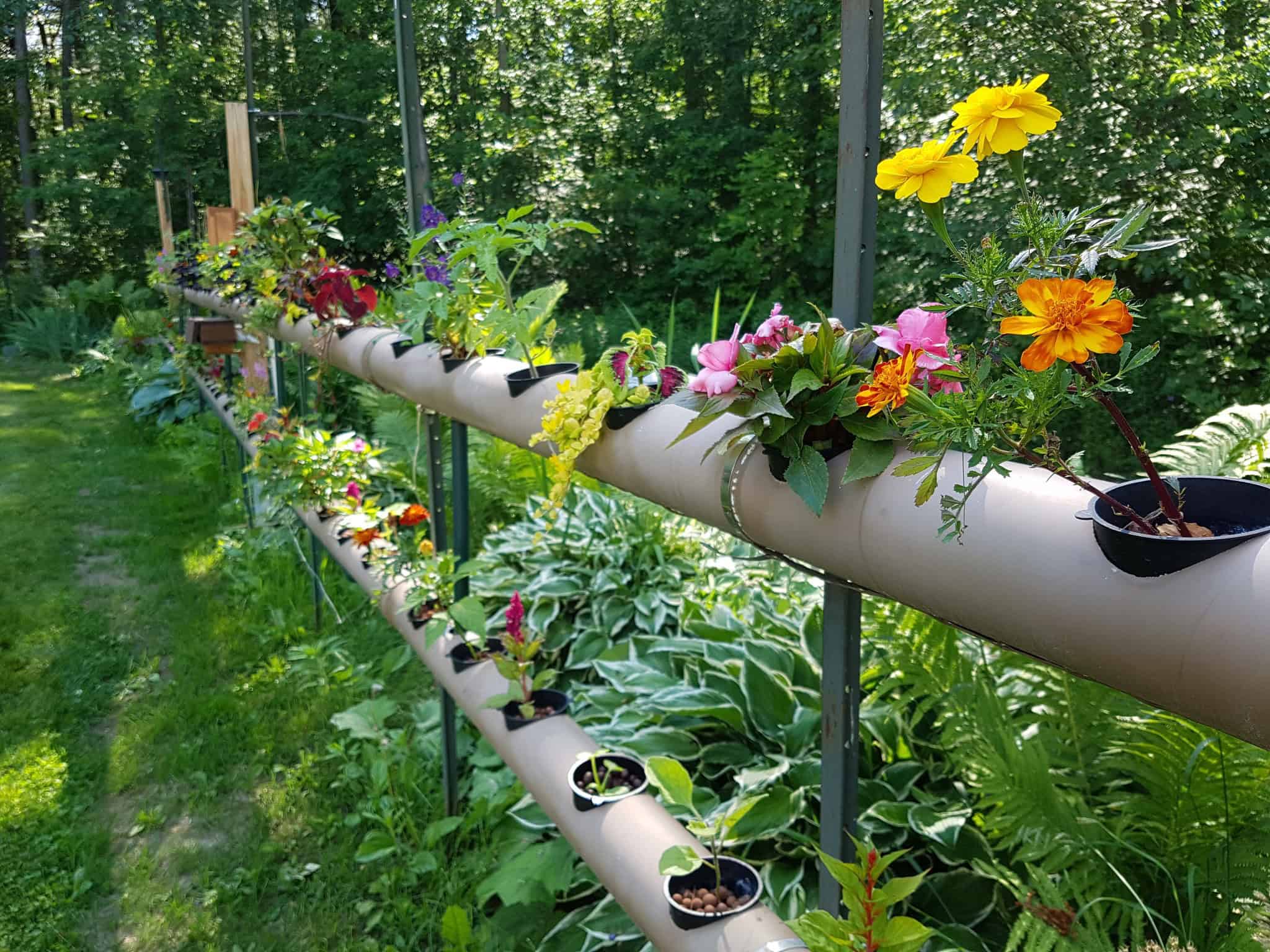 How to Grow Your First Hydroponic Garden (Beginner Tips & Guide) - The ...