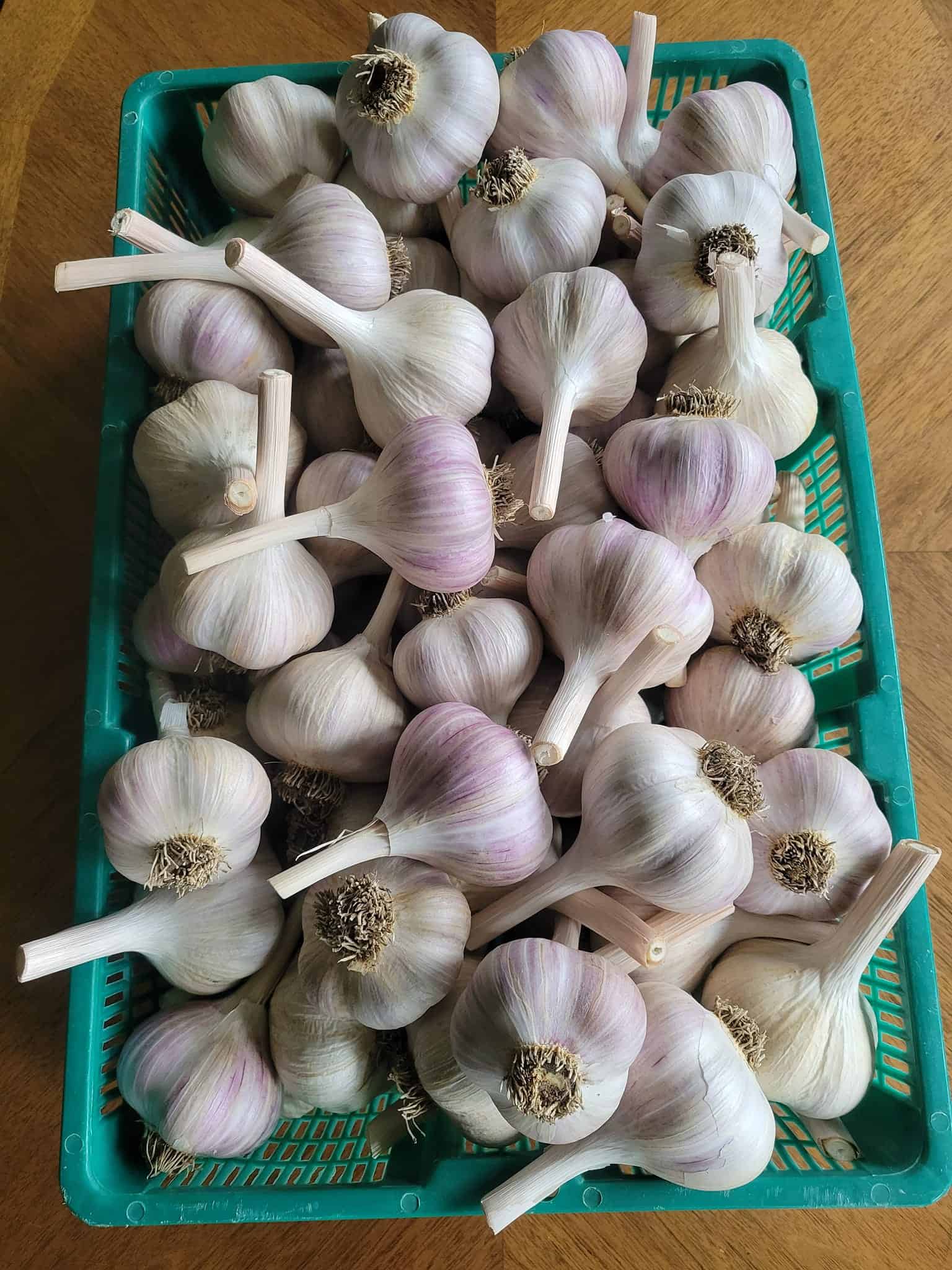 When to Harvest Garlic (How to Tell When It’s Ready and the Right Way ...
