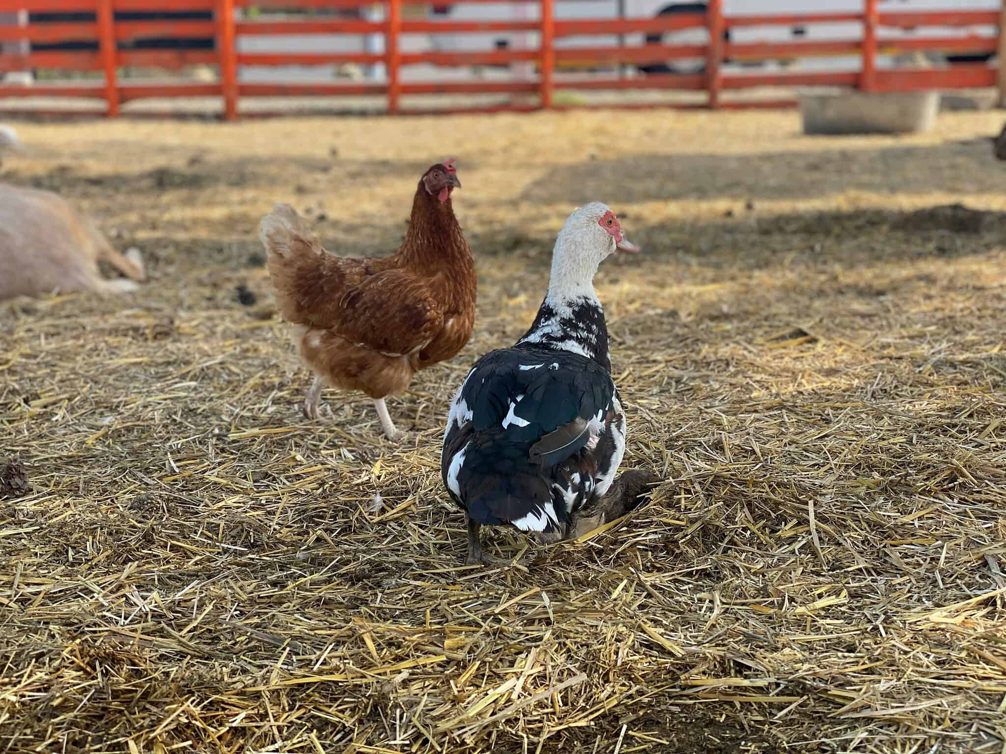 Designing a 2-Acre Homestead Layout - The Ultimate Homestead