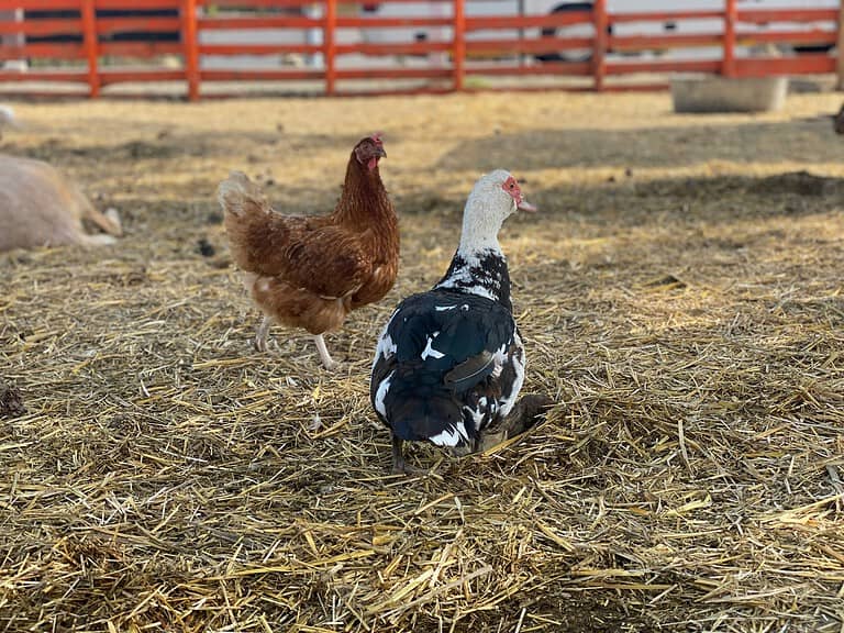 Designing a 2-Acre Homestead Layout - The Ultimate Homestead