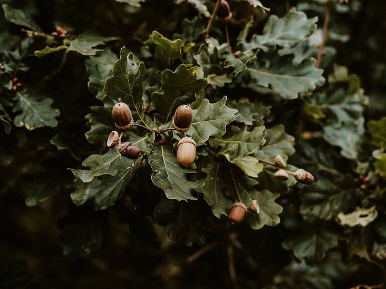 What You Should Know About Wild Food Foraging (A Beginner’s Guide ...