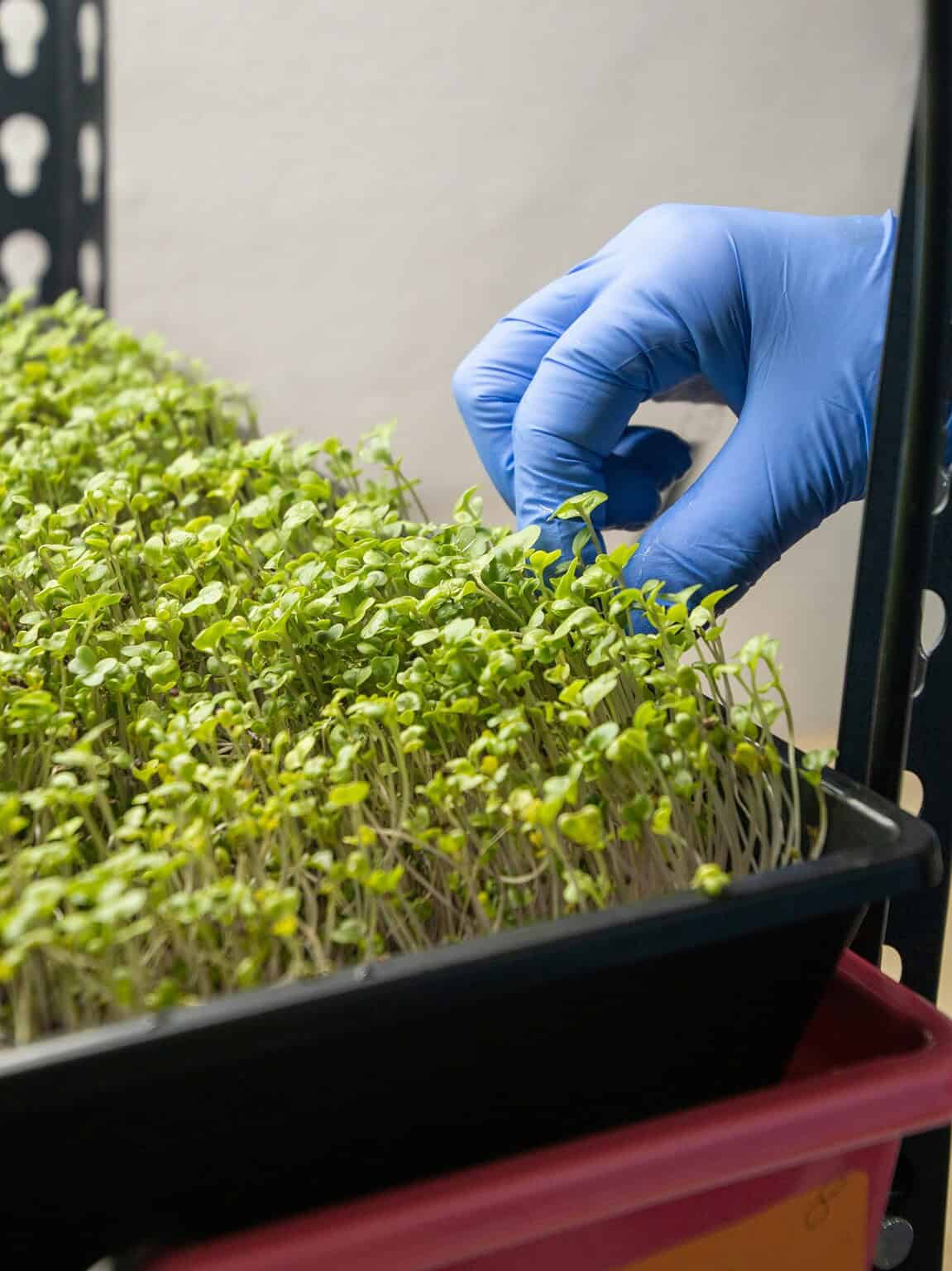 How to Grow Your First Hydroponic Garden (Beginner Tips & Guide) - The ...