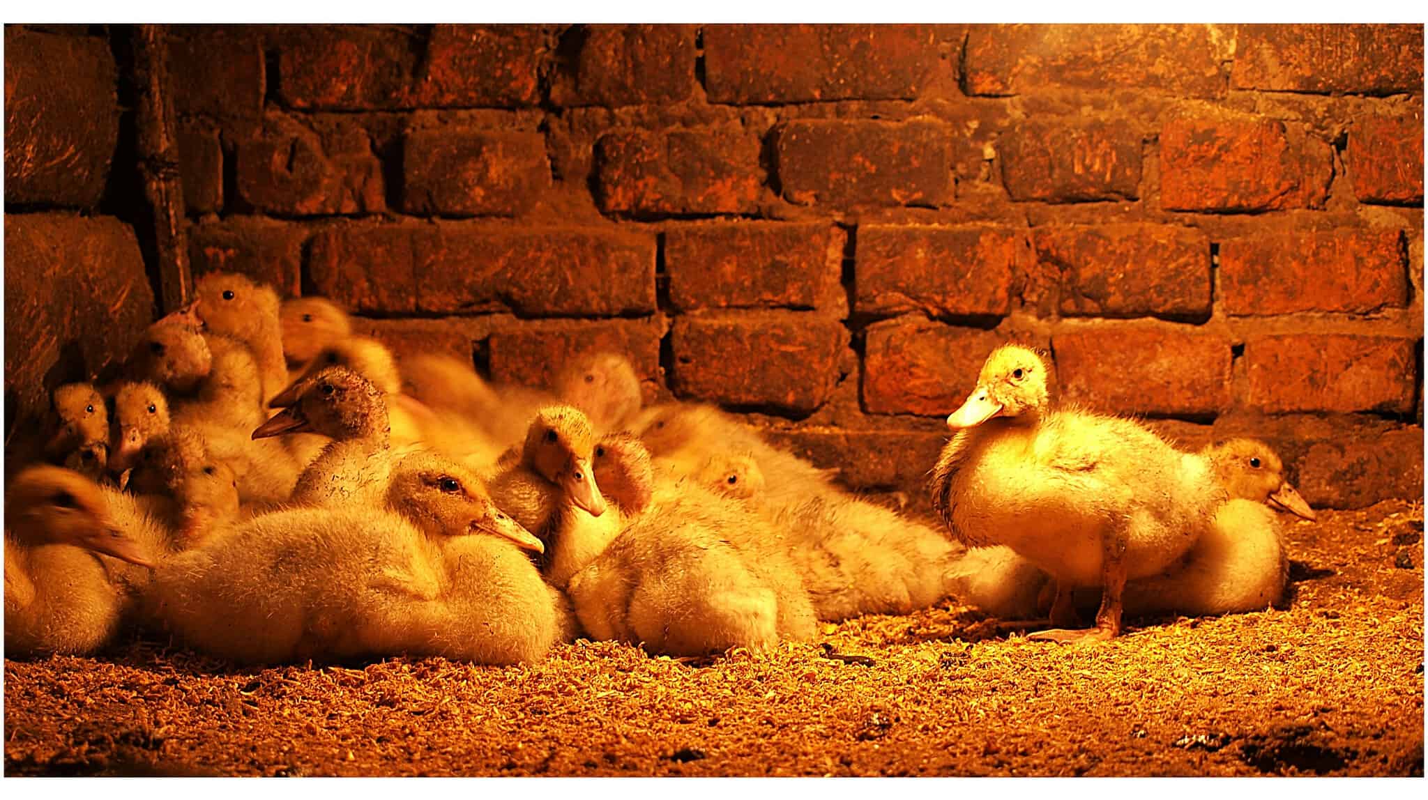 How to Raise Ducks (6 Important Things You Need to Know) - The Ultimate ...