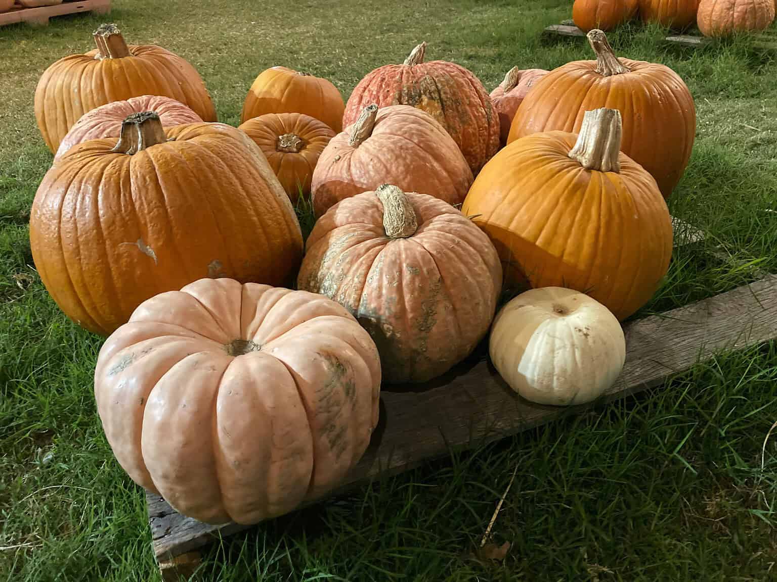The Ultimate Guide to Growing Pumpkins - The Ultimate Homestead