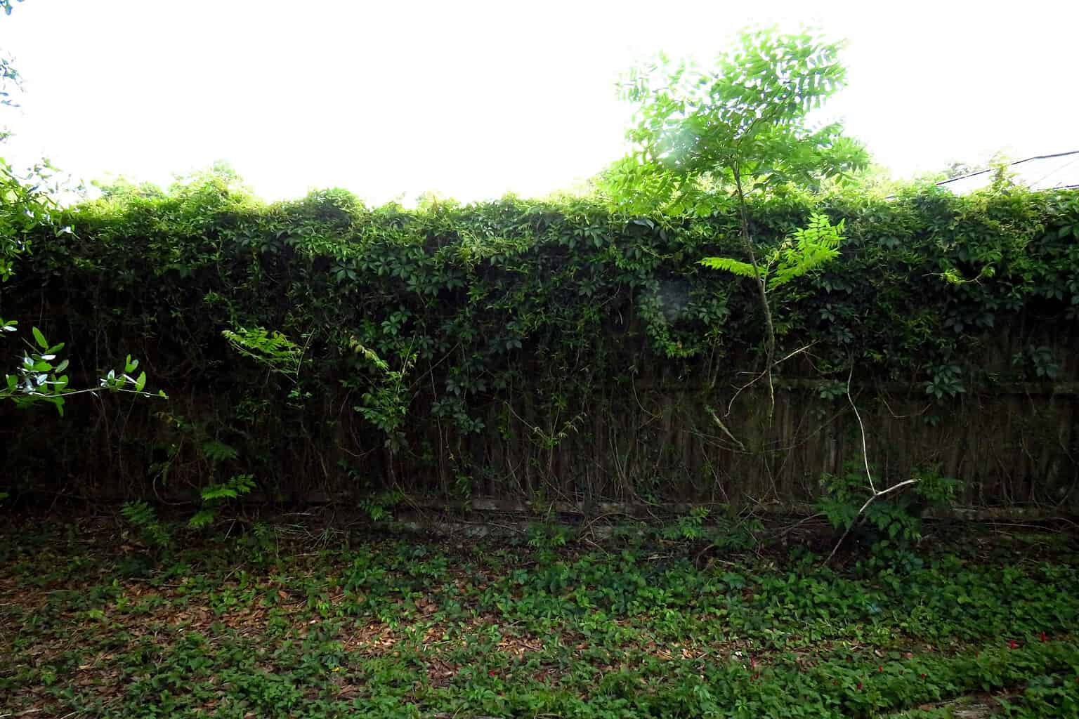 15 Garden Fence Ideas for Privacy, Protection, and Style - The Ultimate ...