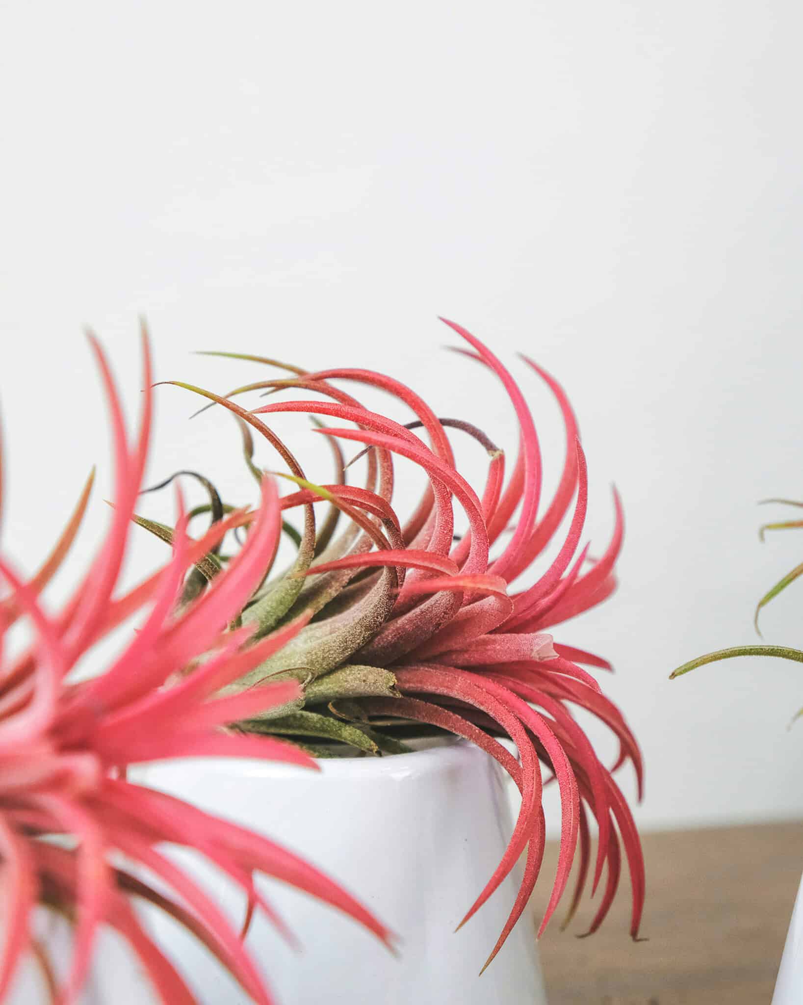 15 Best Indoor Plants for Any Home - The Ultimate Homestead
