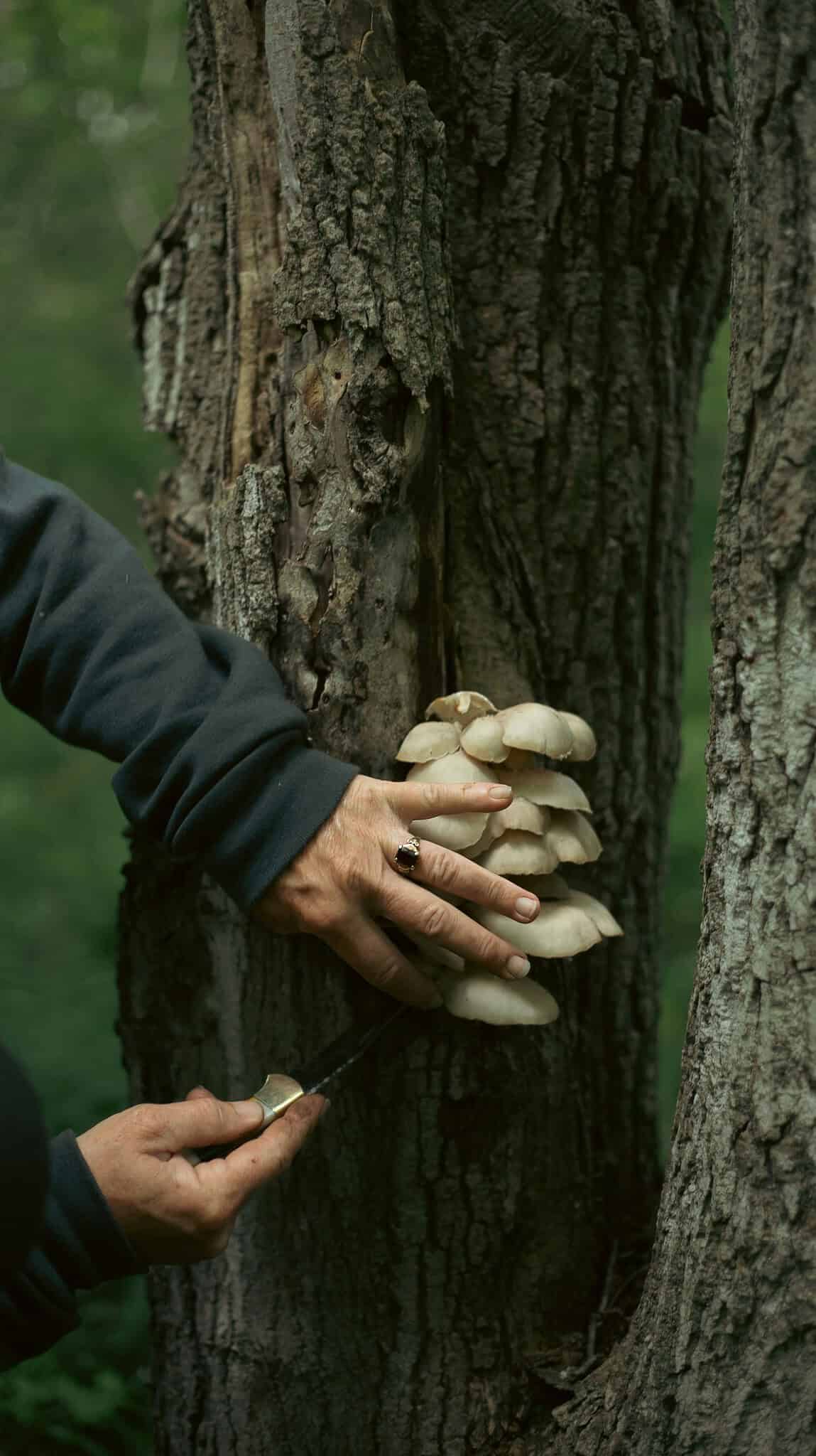 What You Should Know About Wild Food Foraging (A Beginner’s Guide ...