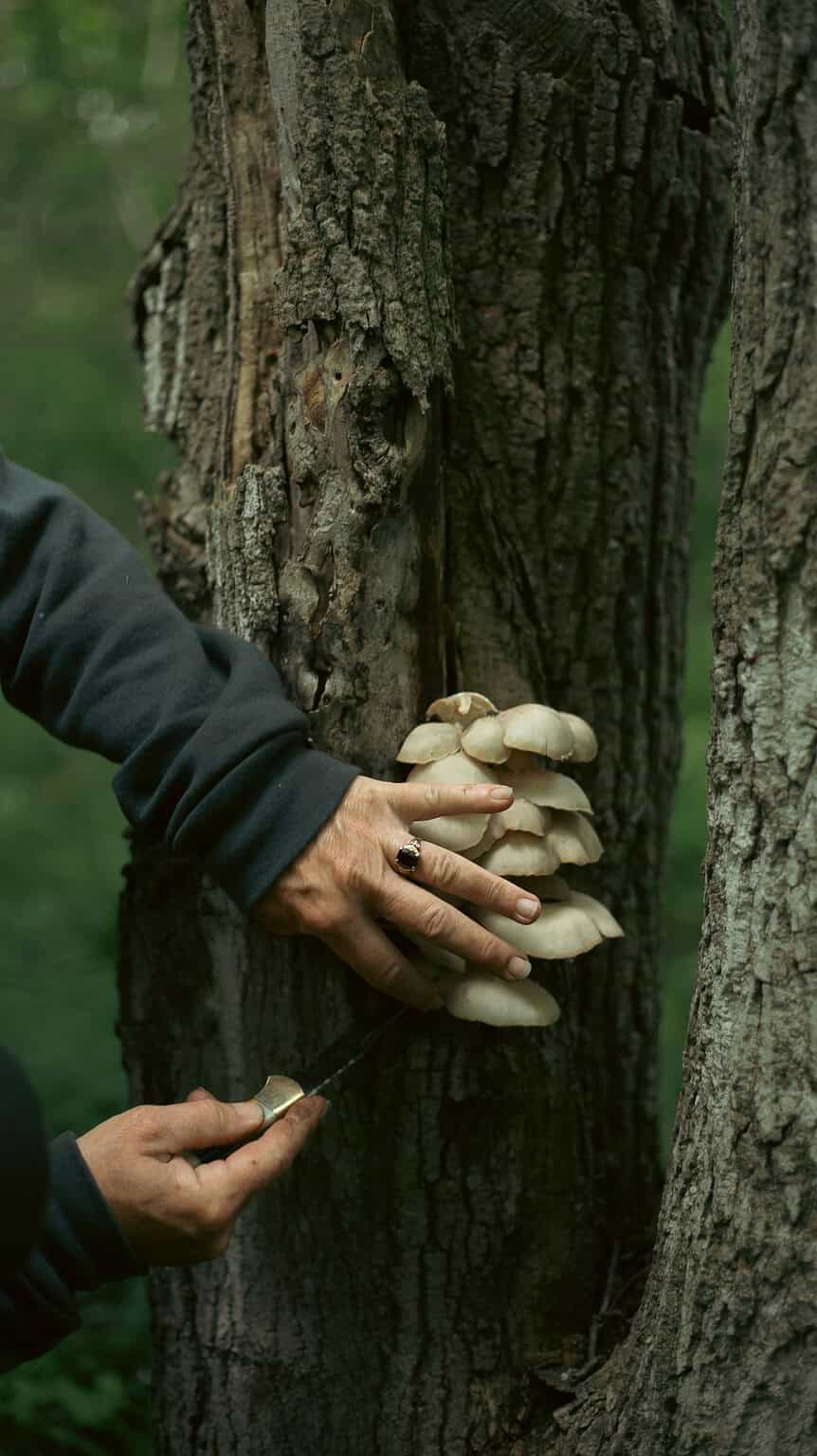 What You Should Know About Wild Food Foraging (A Beginner’s Guide ...