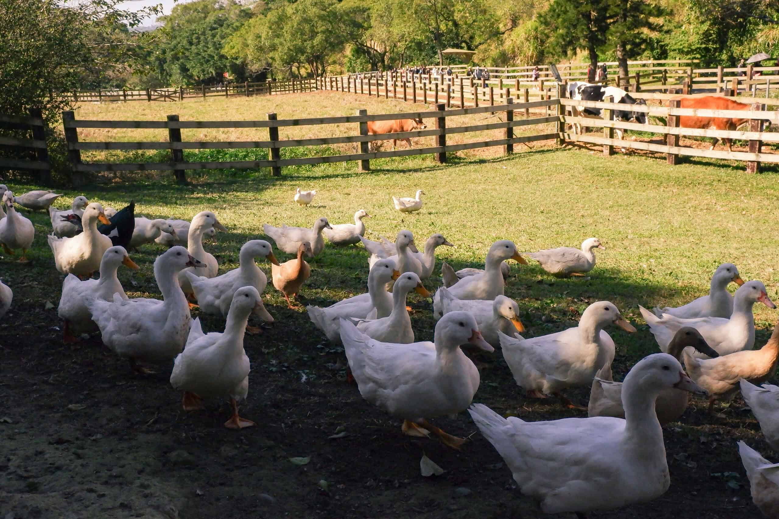 How to Raise Ducks (6 Important Things You Need to Know) - The Ultimate ...