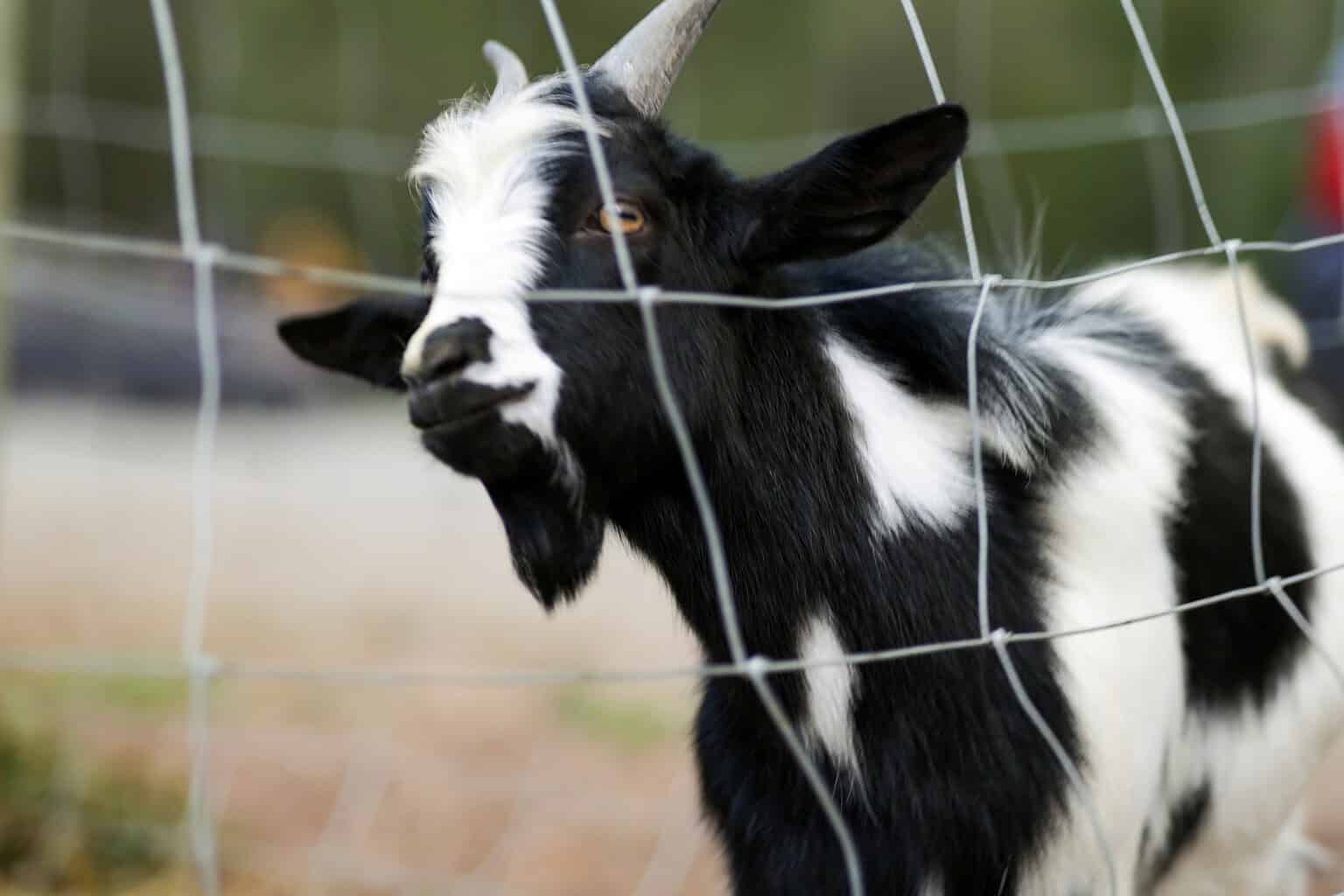 Goat Fencing 101 (Stop Escapes Before They Happen!) - The Ultimate ...