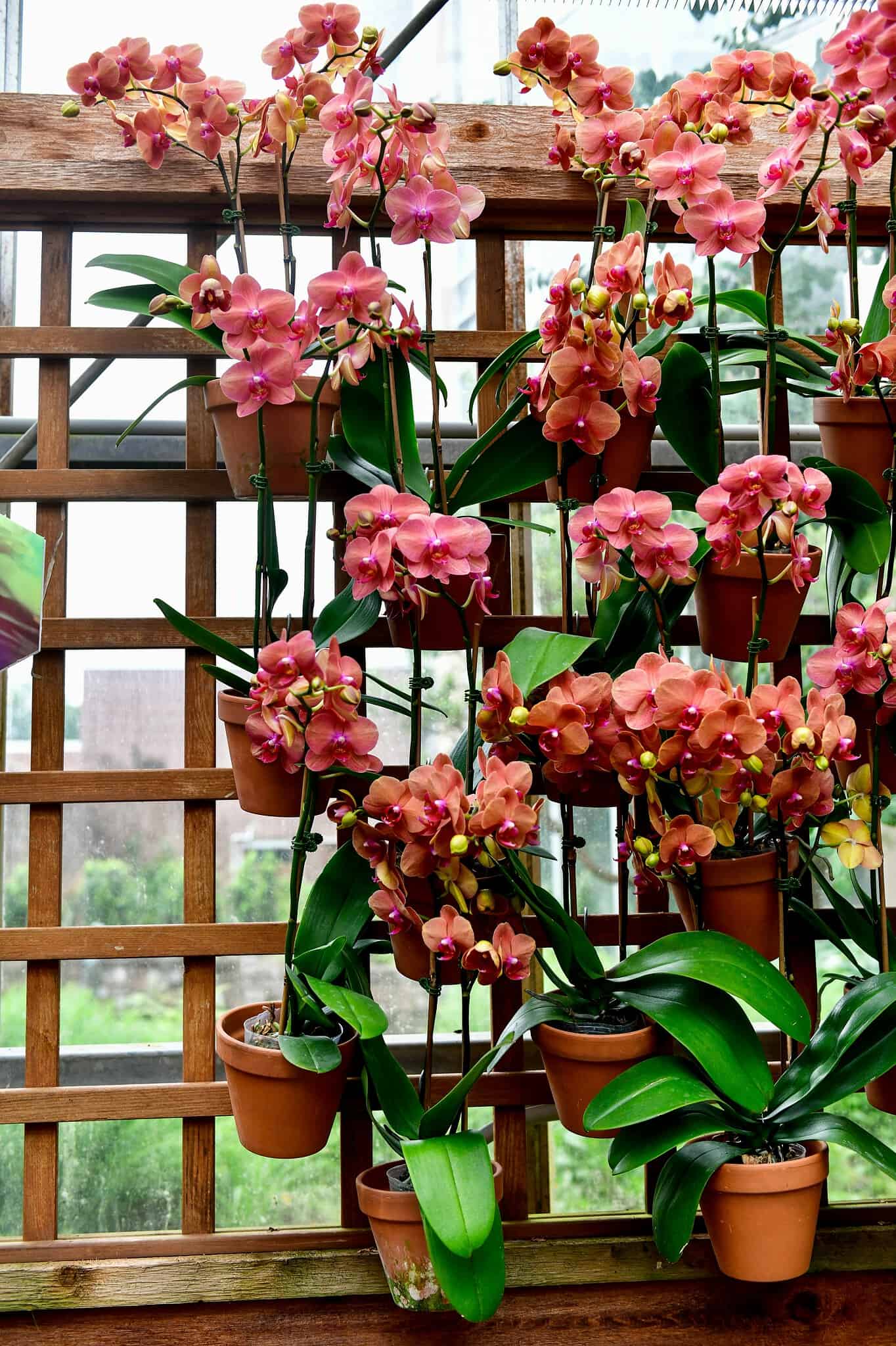 10 Must-Know Orchid Care Tips for Beginners - The Ultimate Homestead