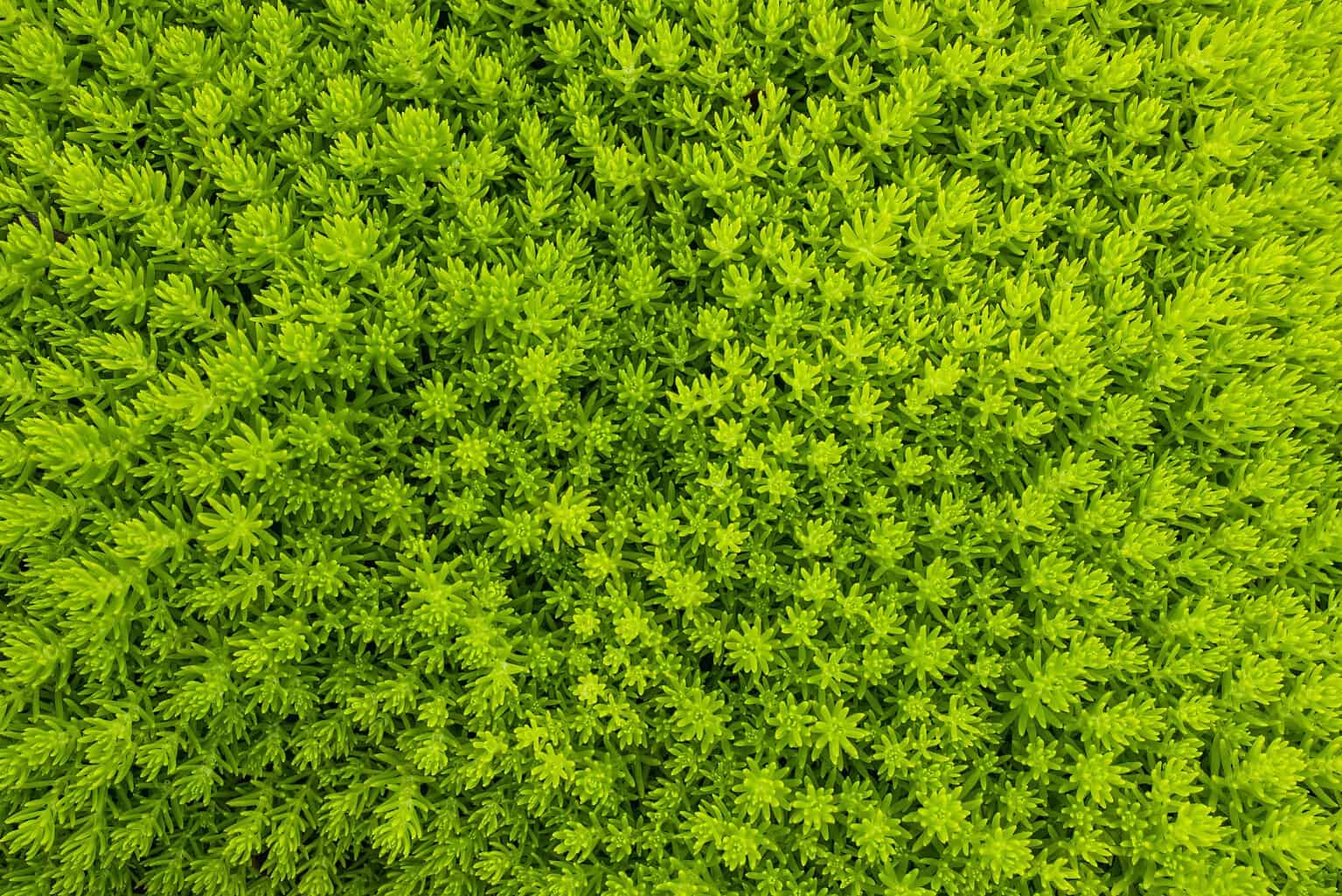 15 Best Ground Cover Plants for Full Sun (Low Maintenance & Drought ...