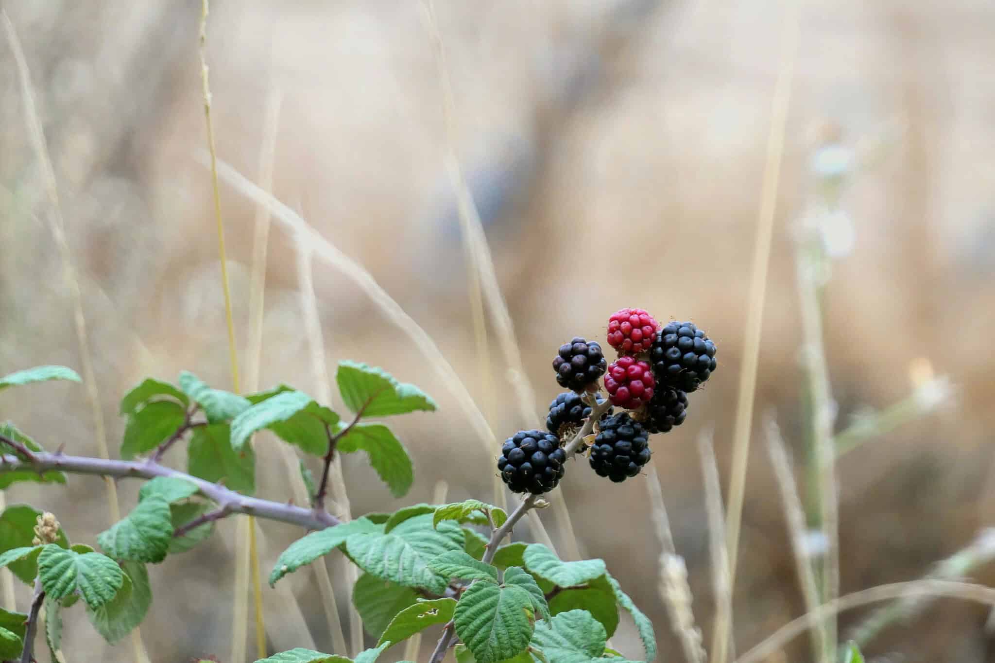 What You Should Know About Wild Food Foraging (A Beginner’s Guide ...