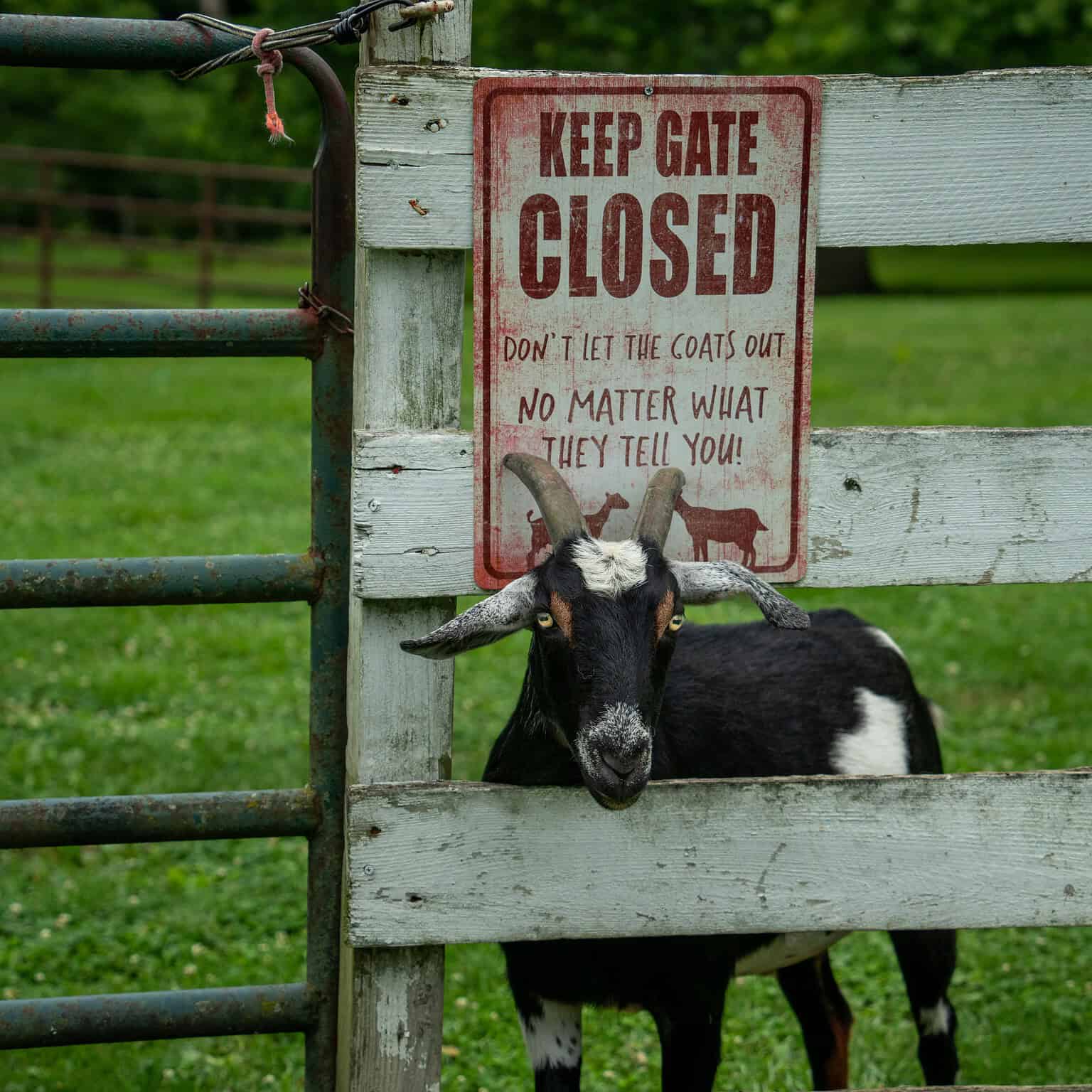 Goat Fencing 101 (Stop Escapes Before They Happen!) - The Ultimate ...