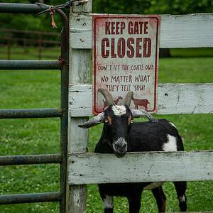 Goat Fencing 101 (Stop Escapes Before They Happen!) - The Ultimate ...