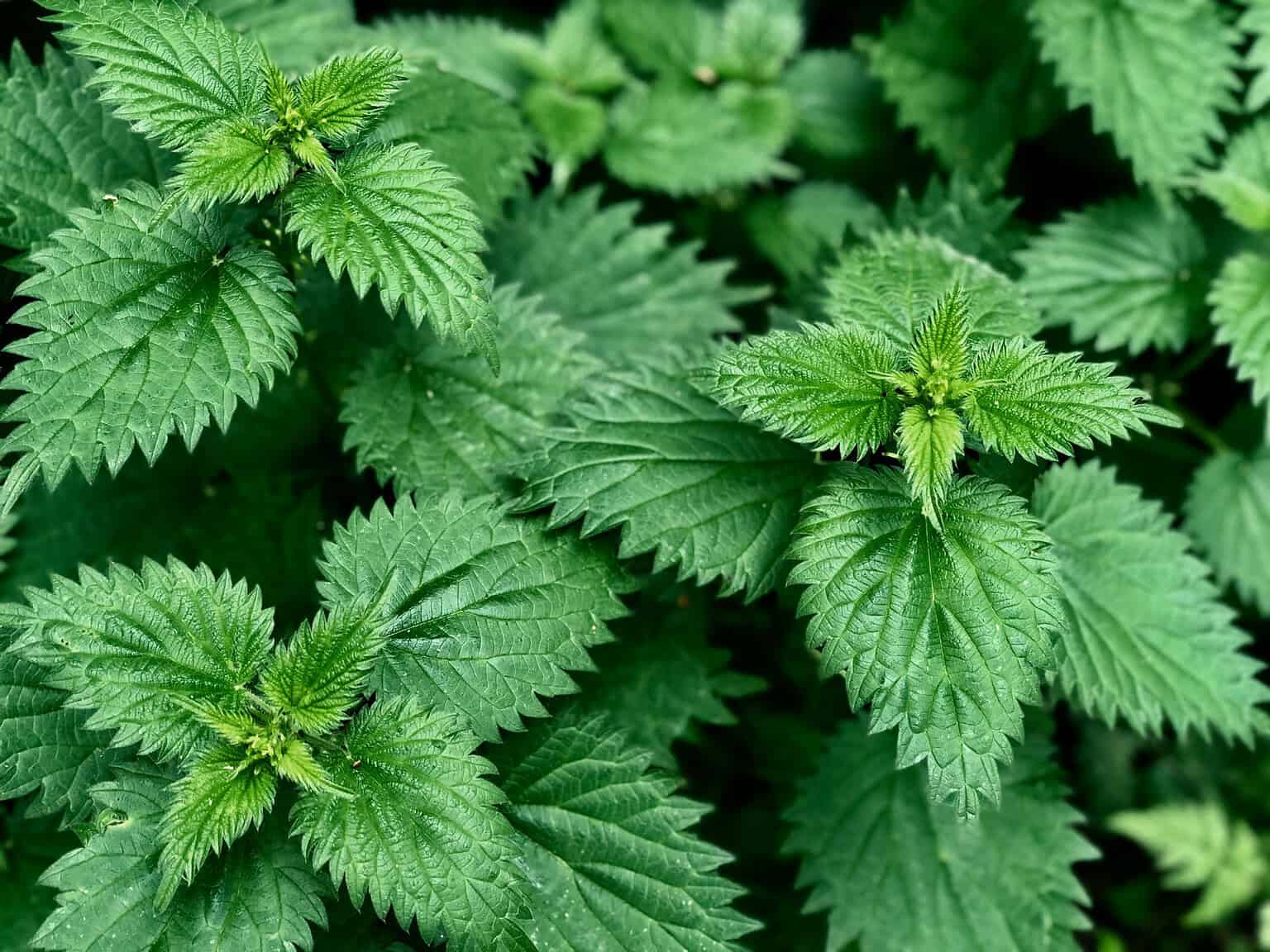 What You Should Know About Wild Food Foraging (A Beginner’s Guide ...