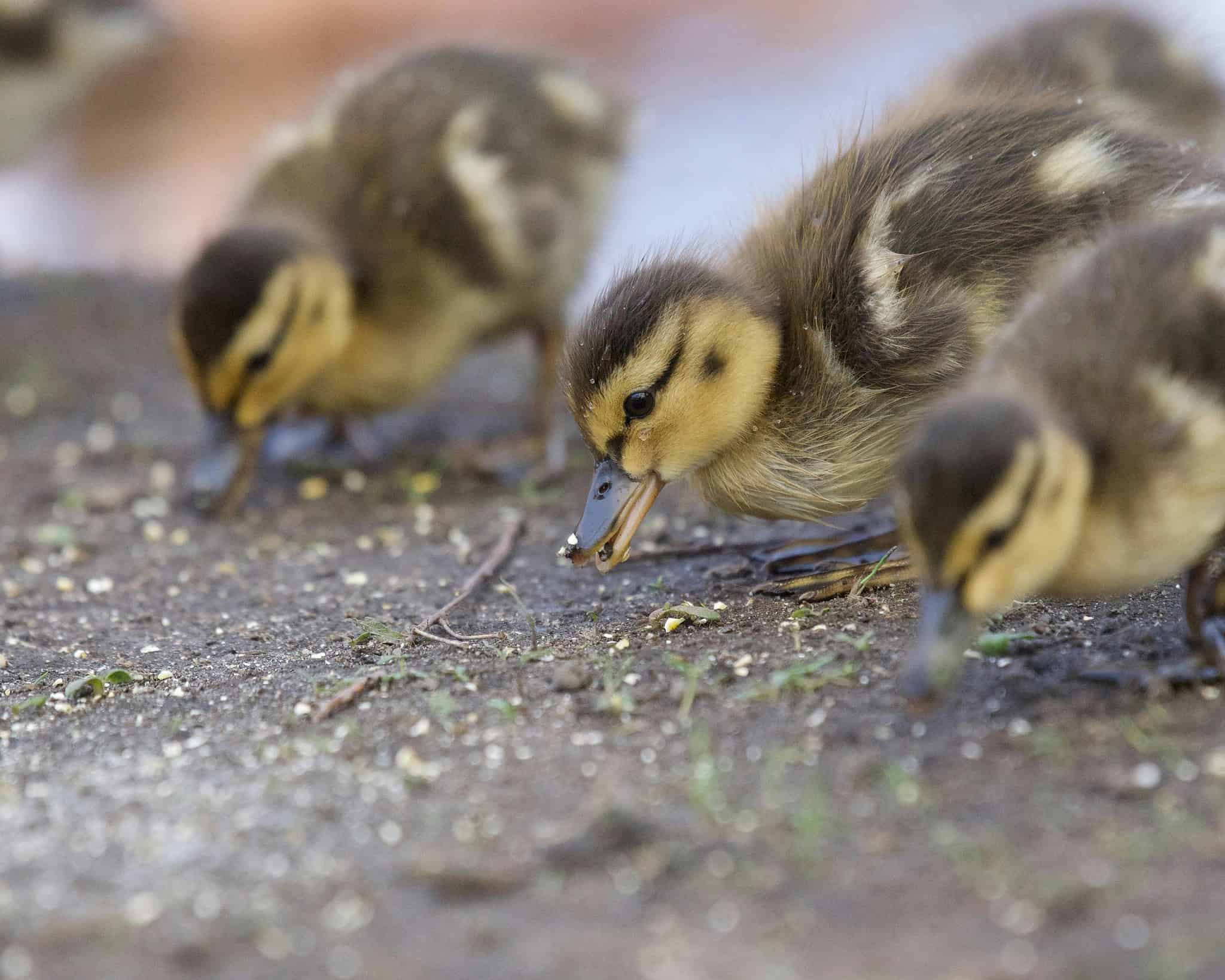 How to Raise Ducks (6 Important Things You Need to Know) - The Ultimate ...