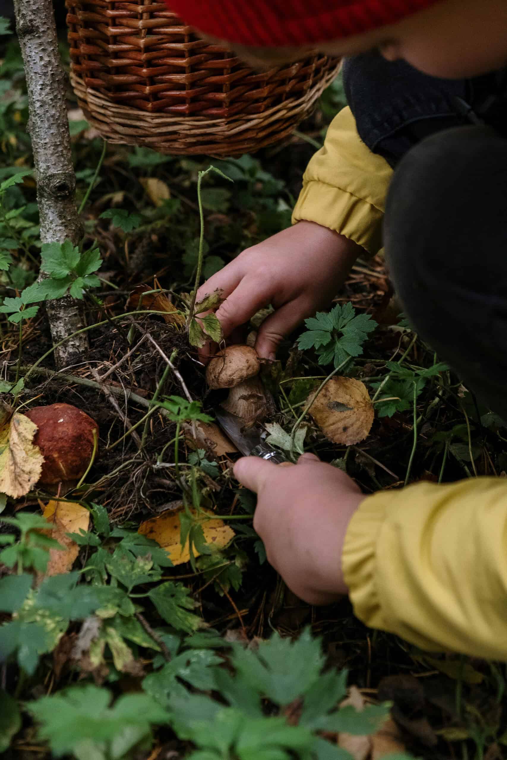 What You Should Know About Wild Food Foraging (A Beginner’s Guide ...