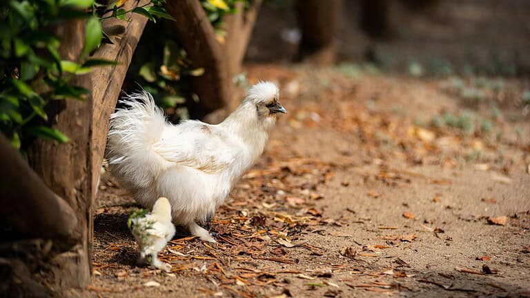 How to Raise Silkie Chickens (Complete Guide to Care, Feeding, and ...