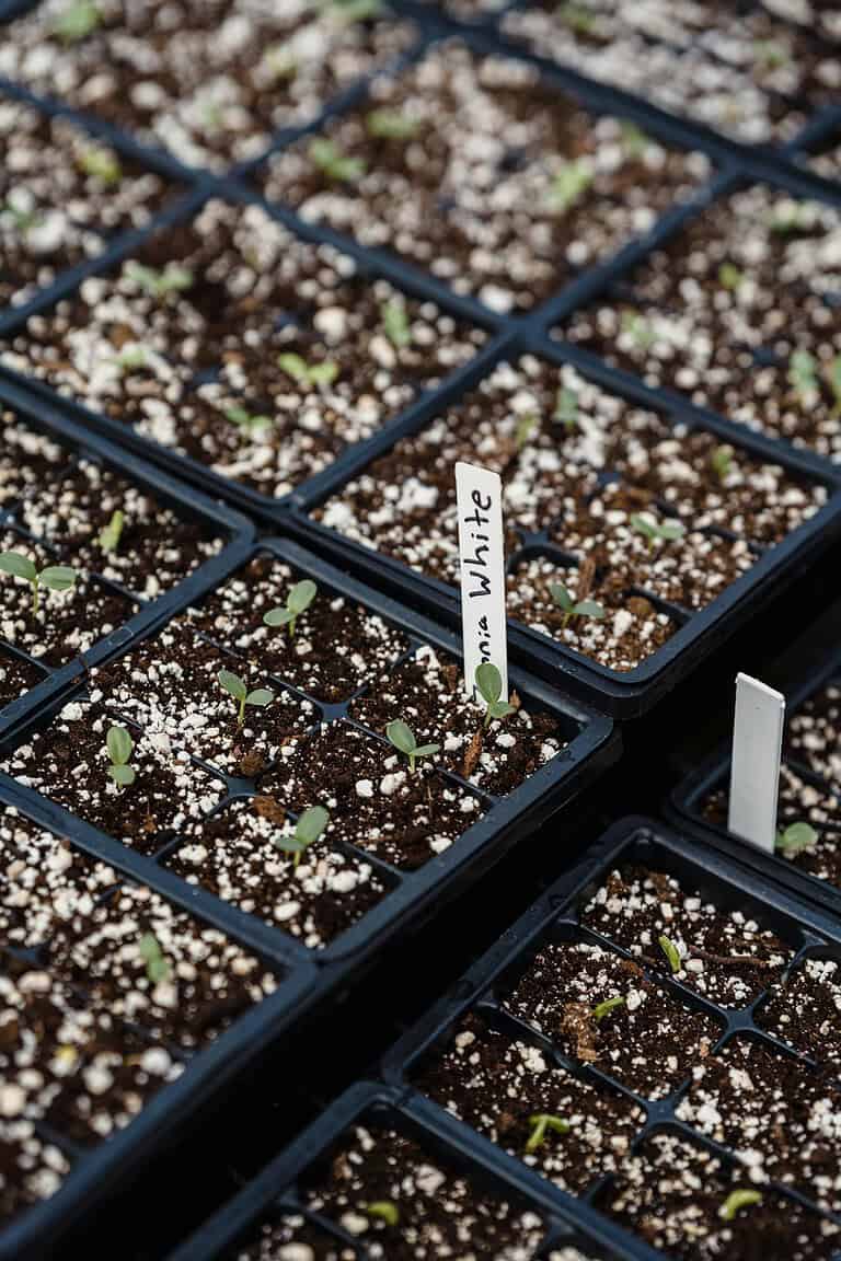 Seed Starting Setup (A Budget-Friendly DIY Guide for Beginners) - The ...